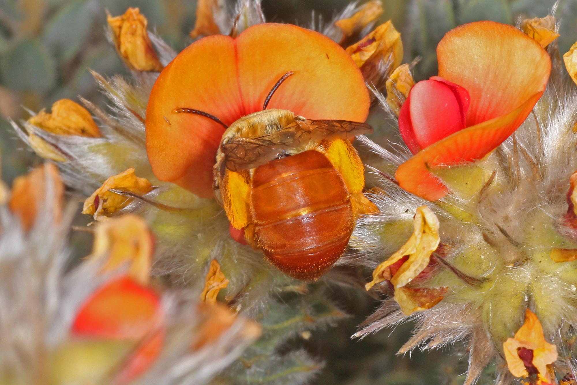 Trichocolletes pulcherrimus – Ausemade