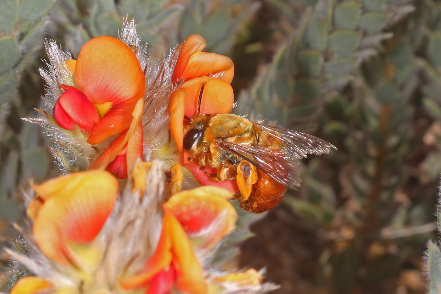 Urodon dasyphylla – Ausemade