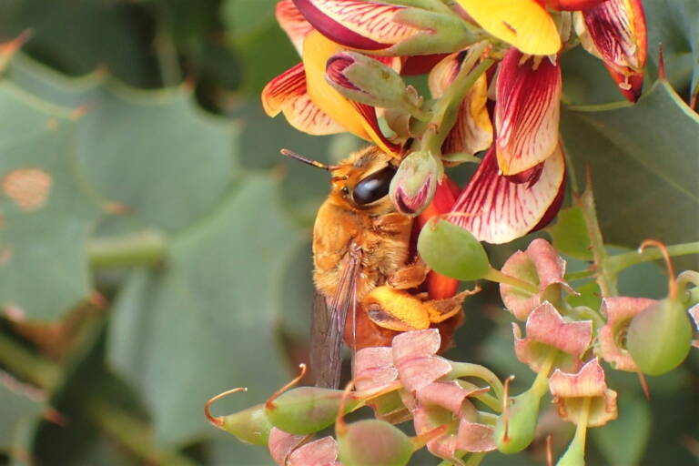 Urodon dasyphylla – Ausemade