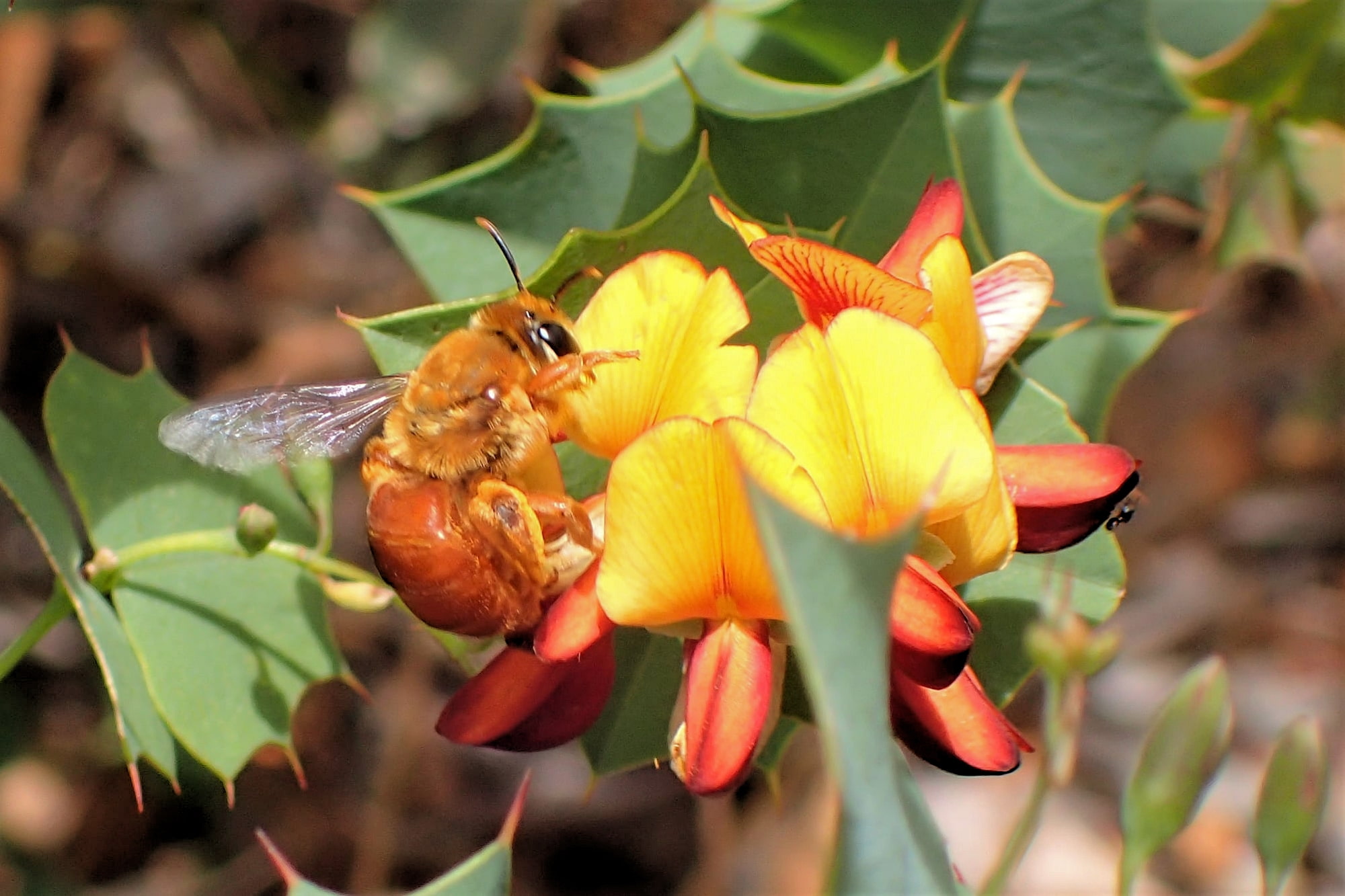 Trichocolletes pulcherrimus – Ausemade