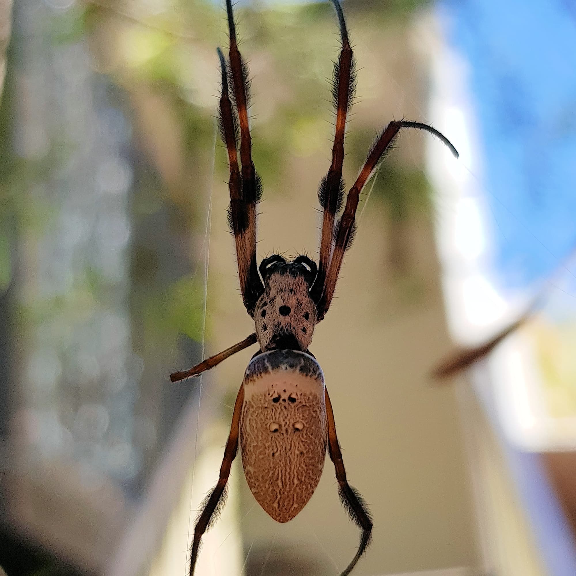 Australian Golden Orb Weaver – Ausemade