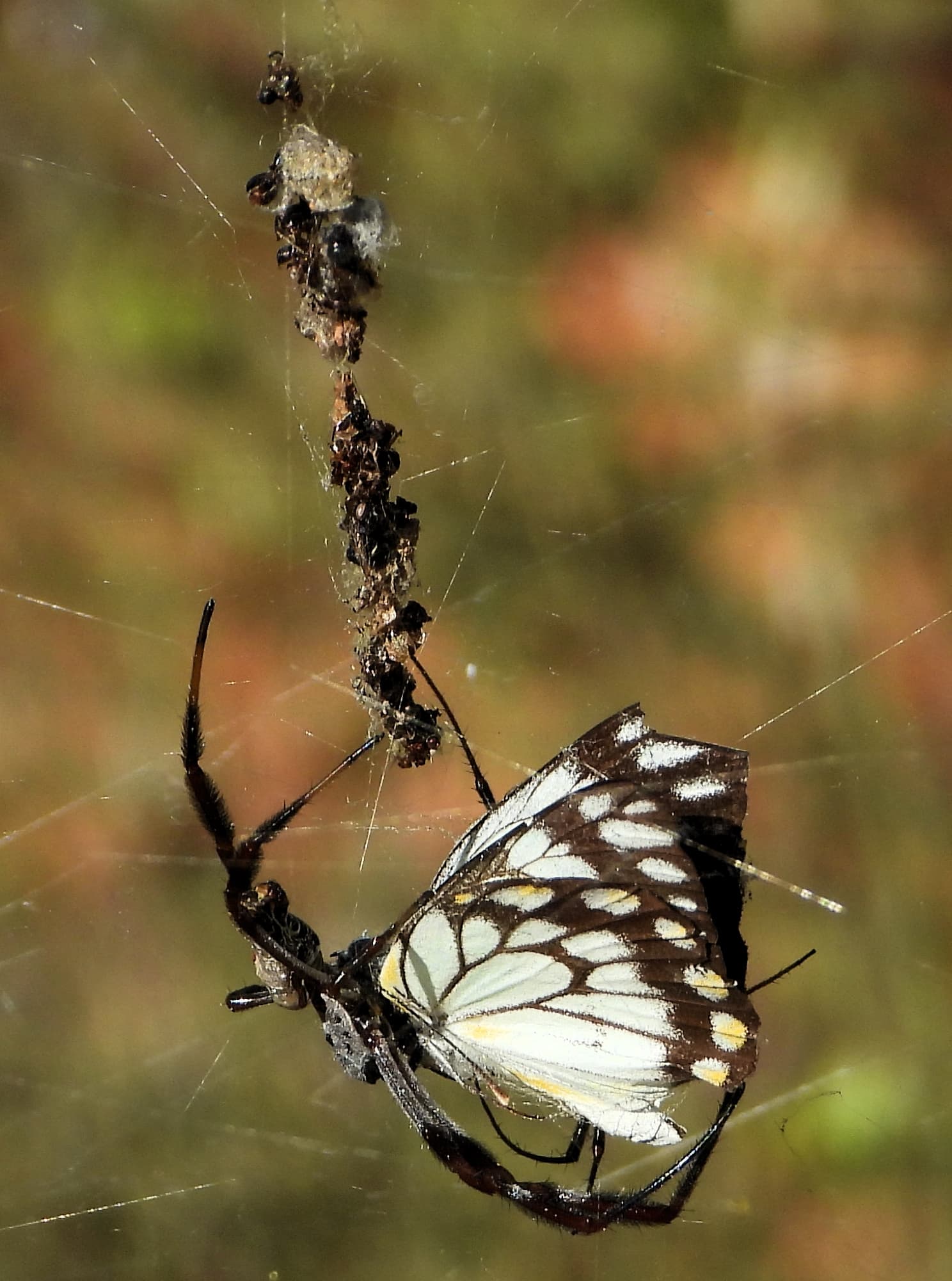 Golden Orb and the Butterfly – Ausemade