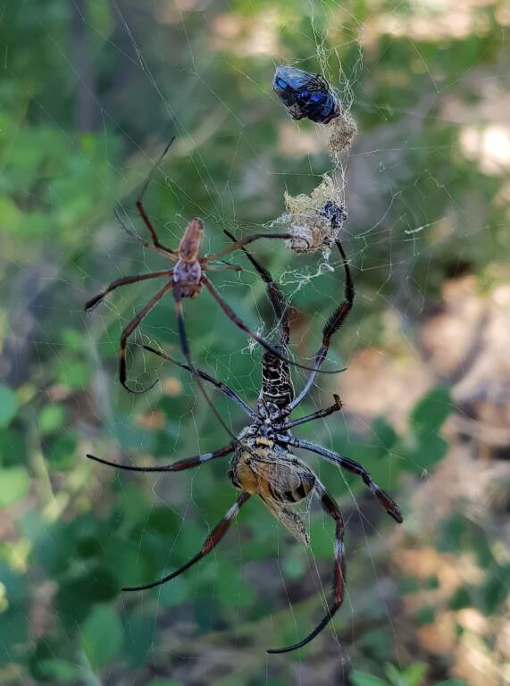 Golden Orb and the Bee – Ausemade