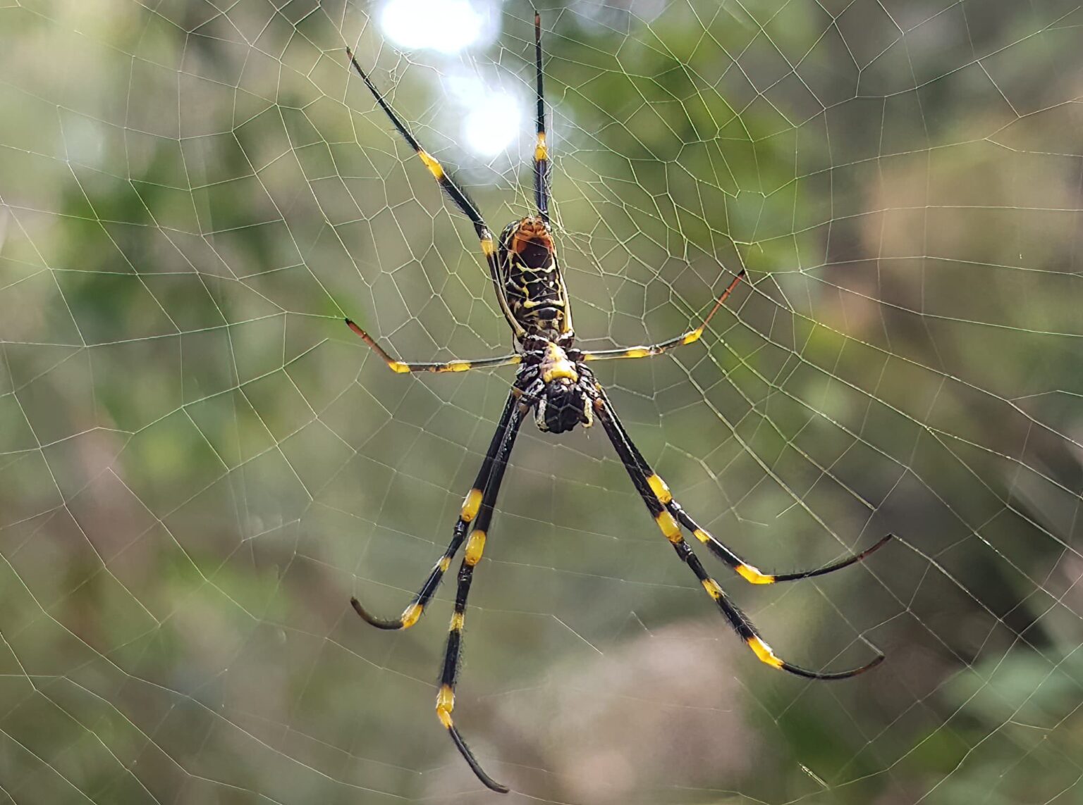 Tiger Spider (Trichonephila plumipes) – Ausemade