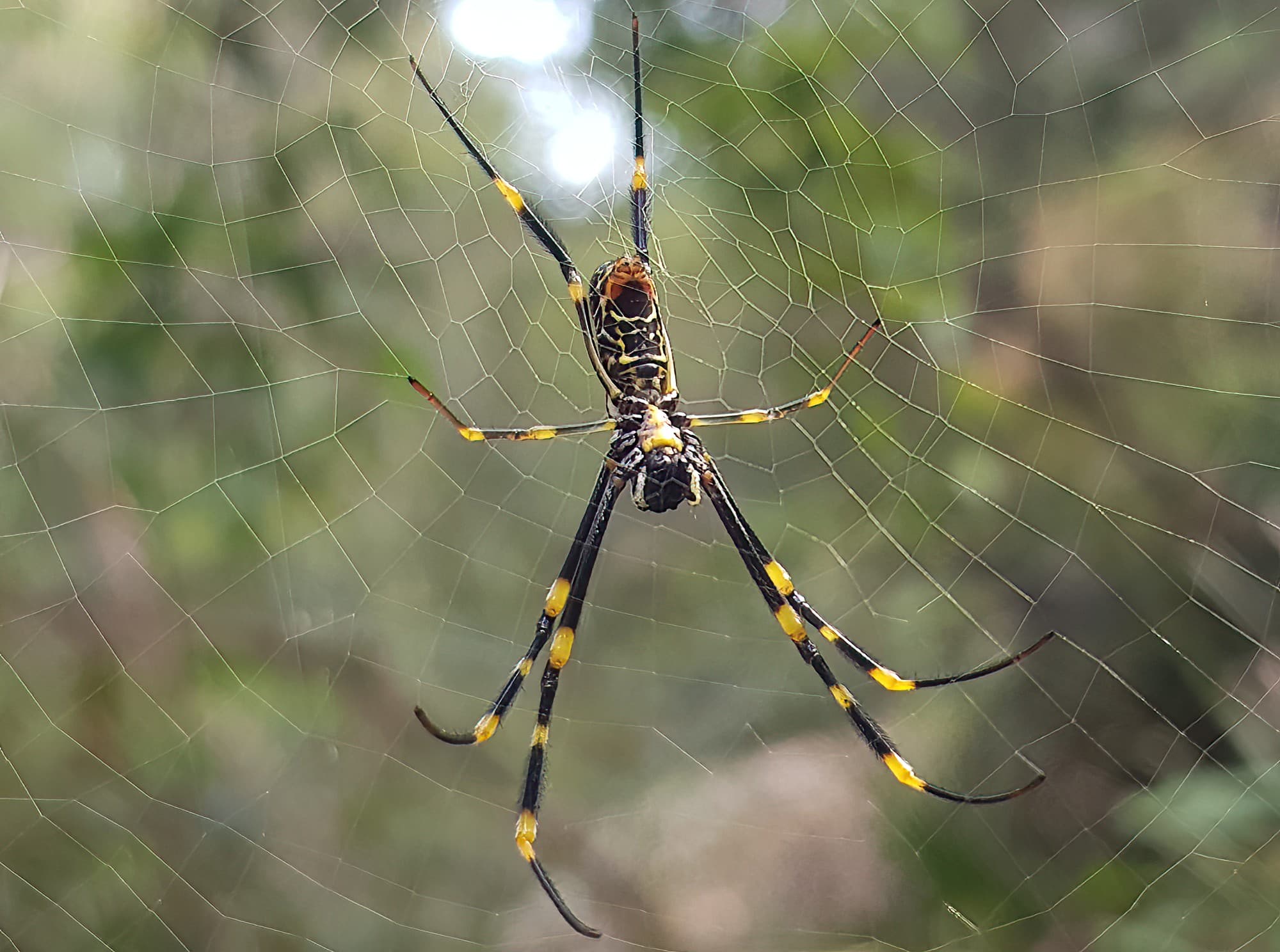 Tiger Spider (Trichonephila plumipes) – Ausemade