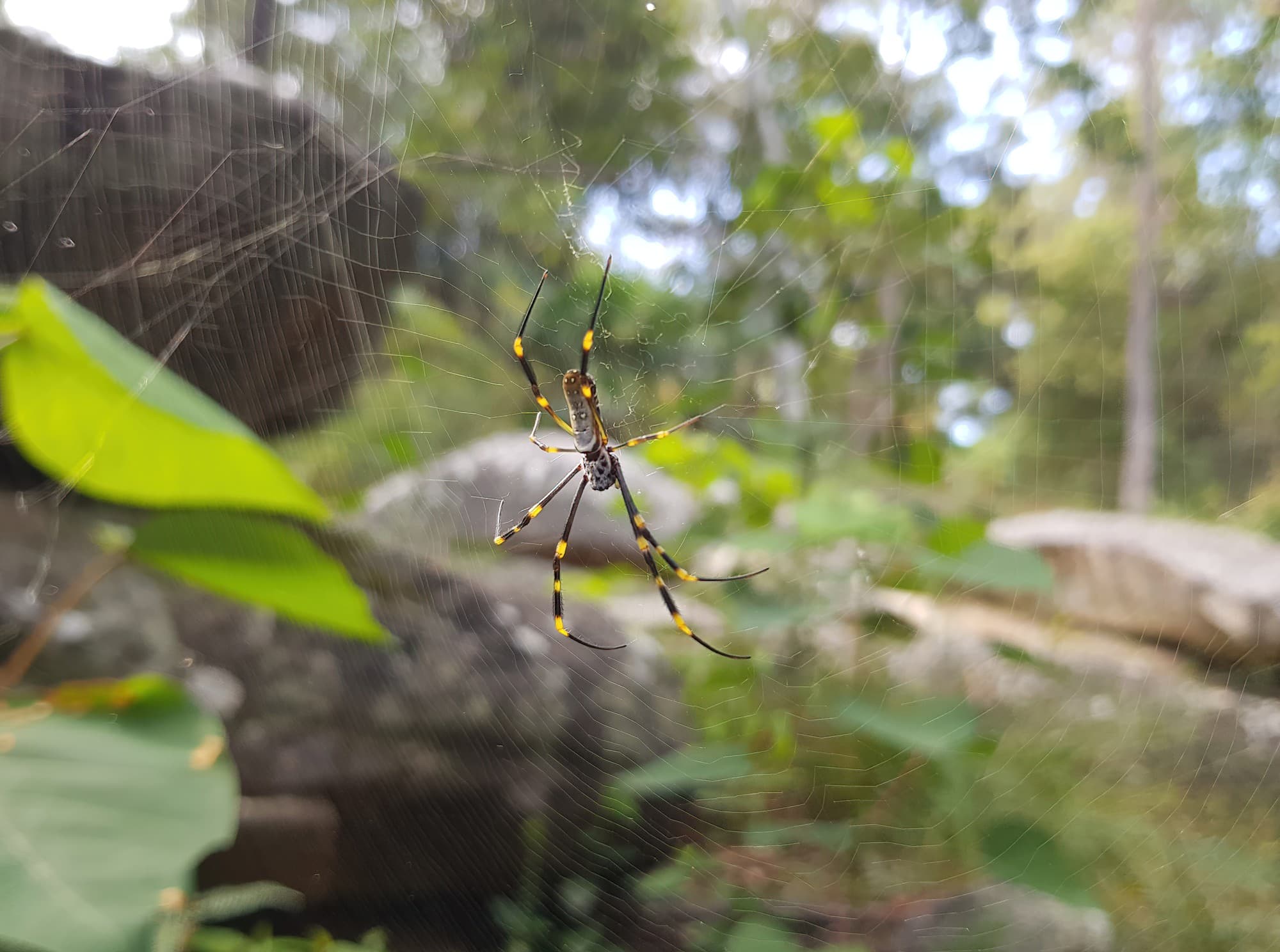 Tiger Spider (Trichonephila plumipes) – Ausemade