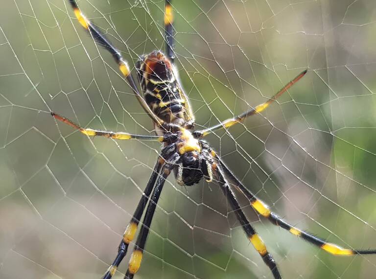 Tiger Spider (Trichonephila plumipes) – Ausemade