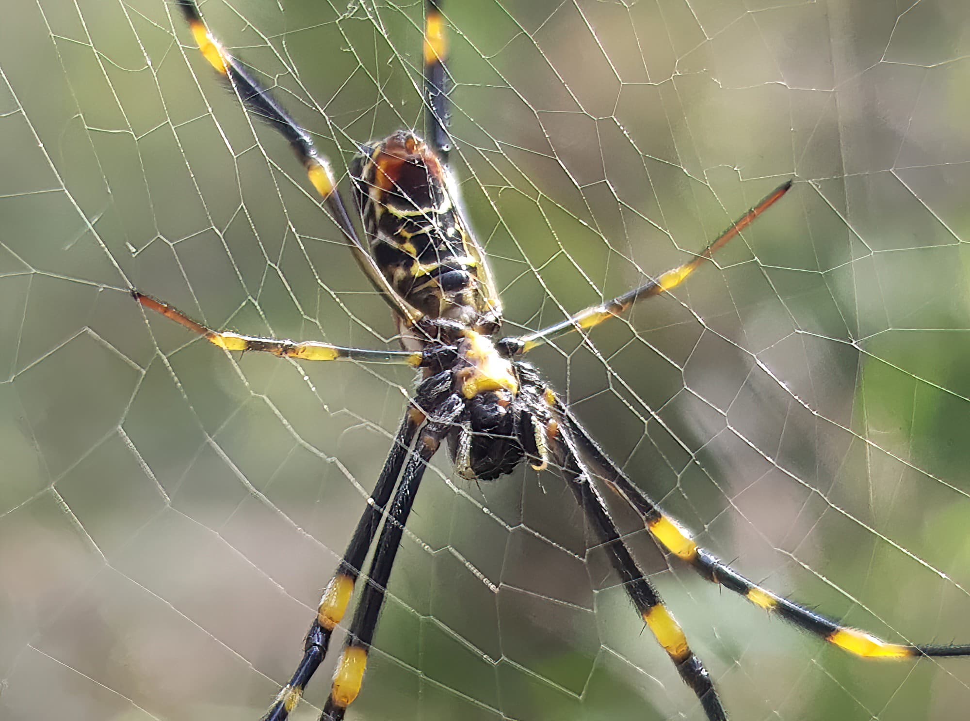 Tiger Spider (Trichonephila plumipes) – Ausemade
