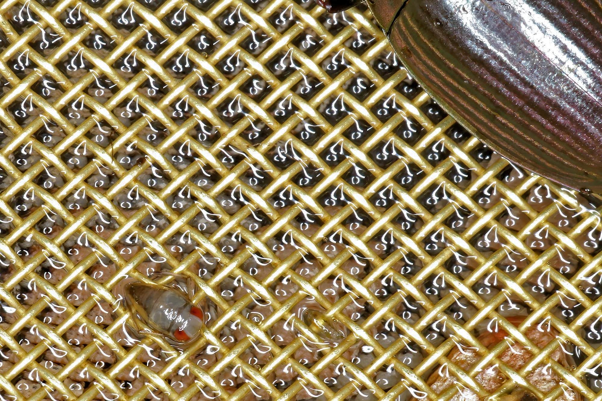 Life in the Gnammas… – Ausemade