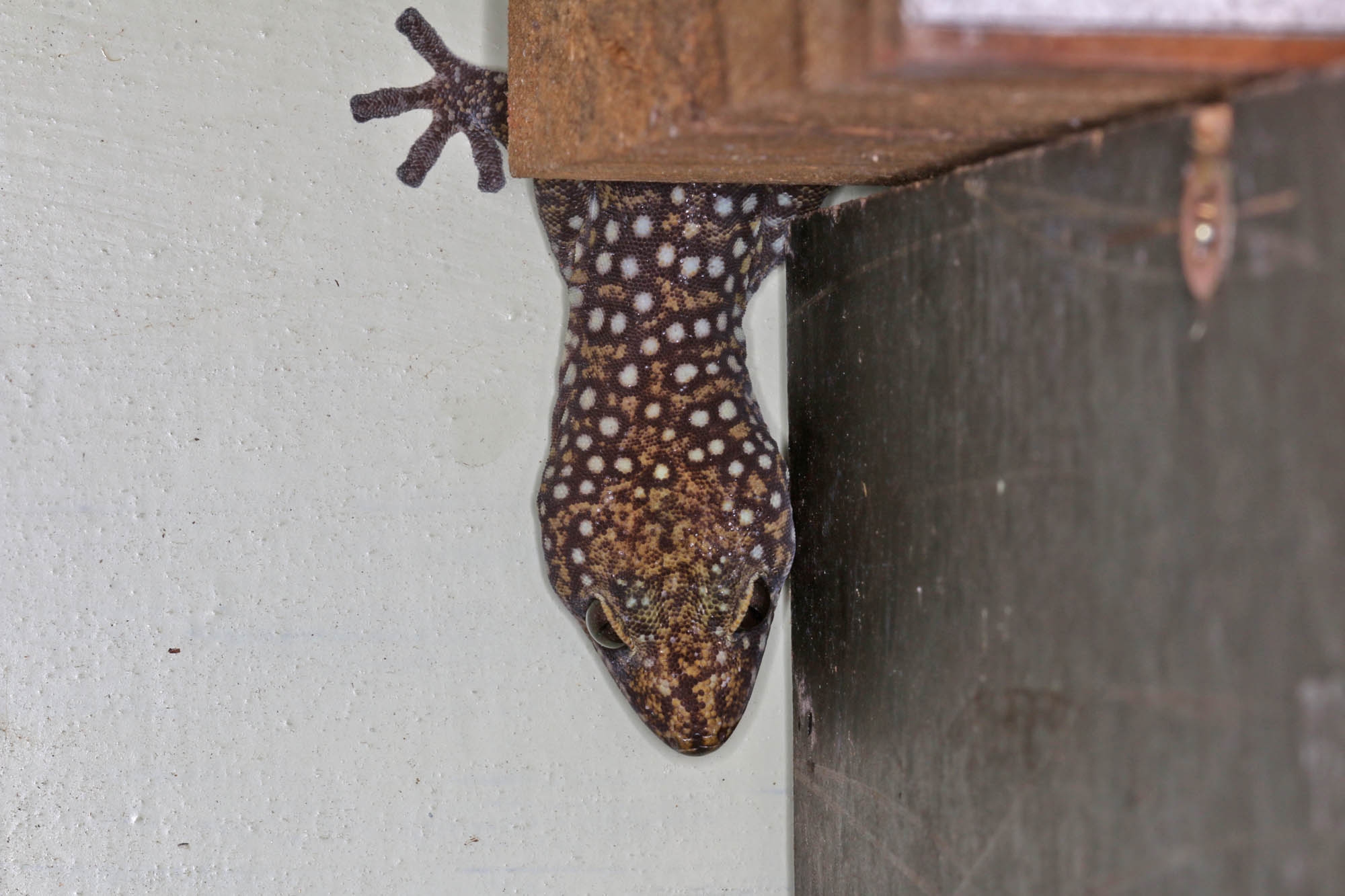 Southern Spotted Velvet Gecko – Ausemade