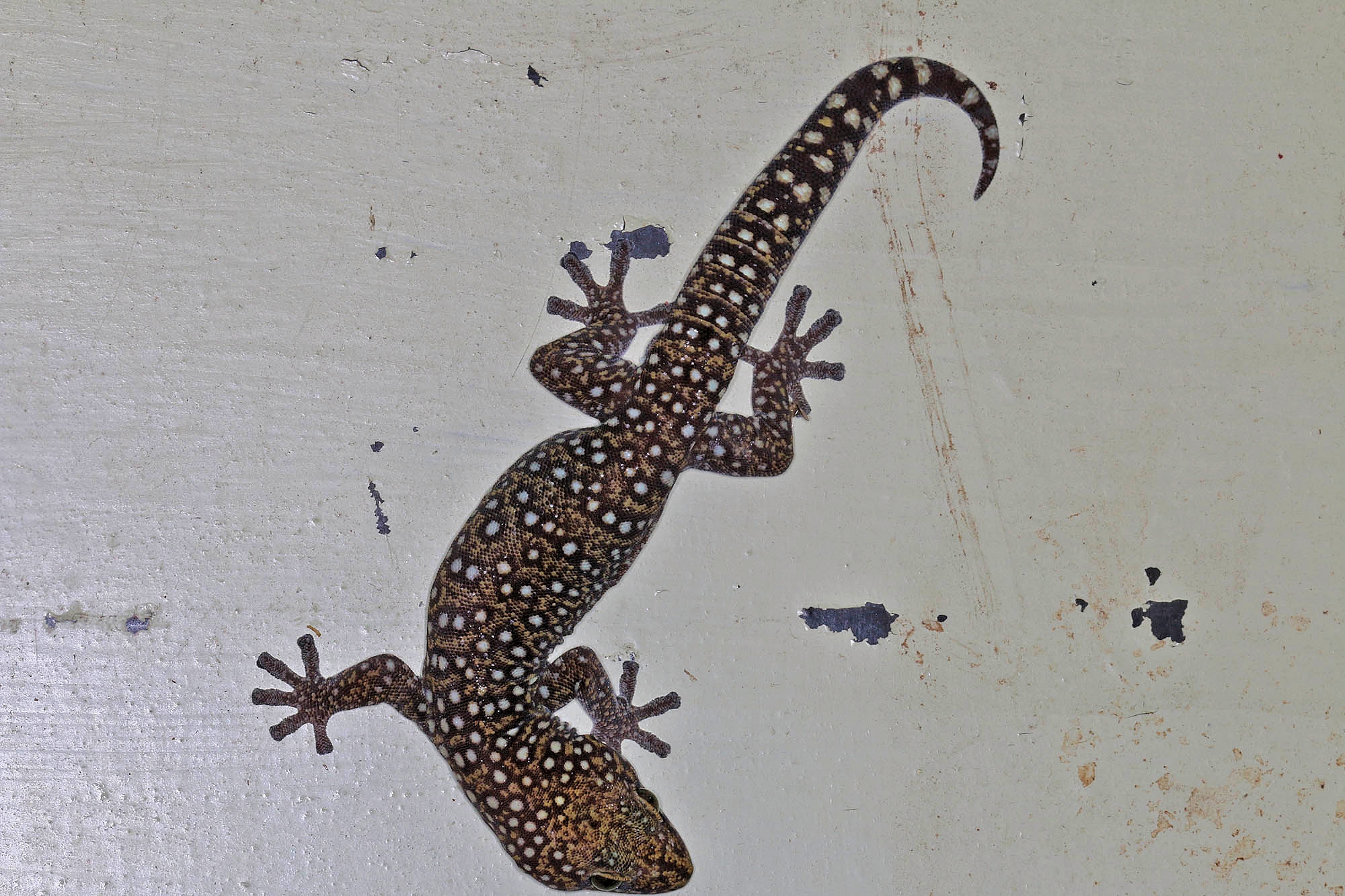 Southern Spotted Velvet Gecko – Ausemade