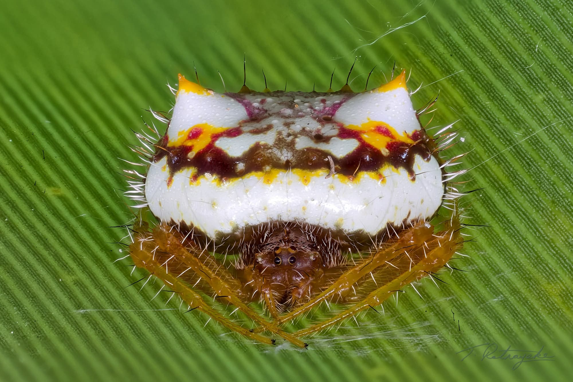 Northern Territory Fauna – Ausemade