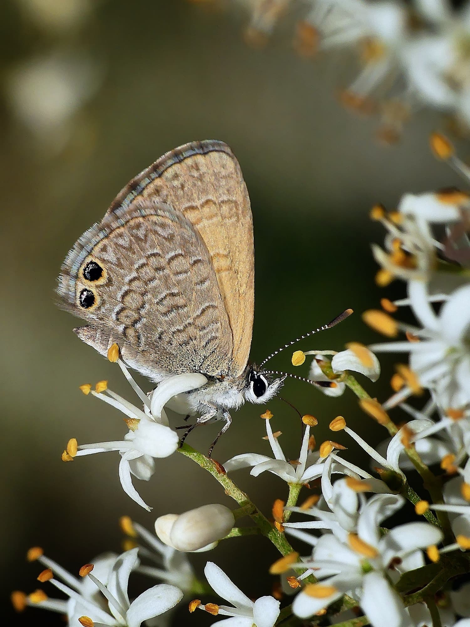 Two-spotted Line Blue (Nacaduba biocellata) – Ausemade
