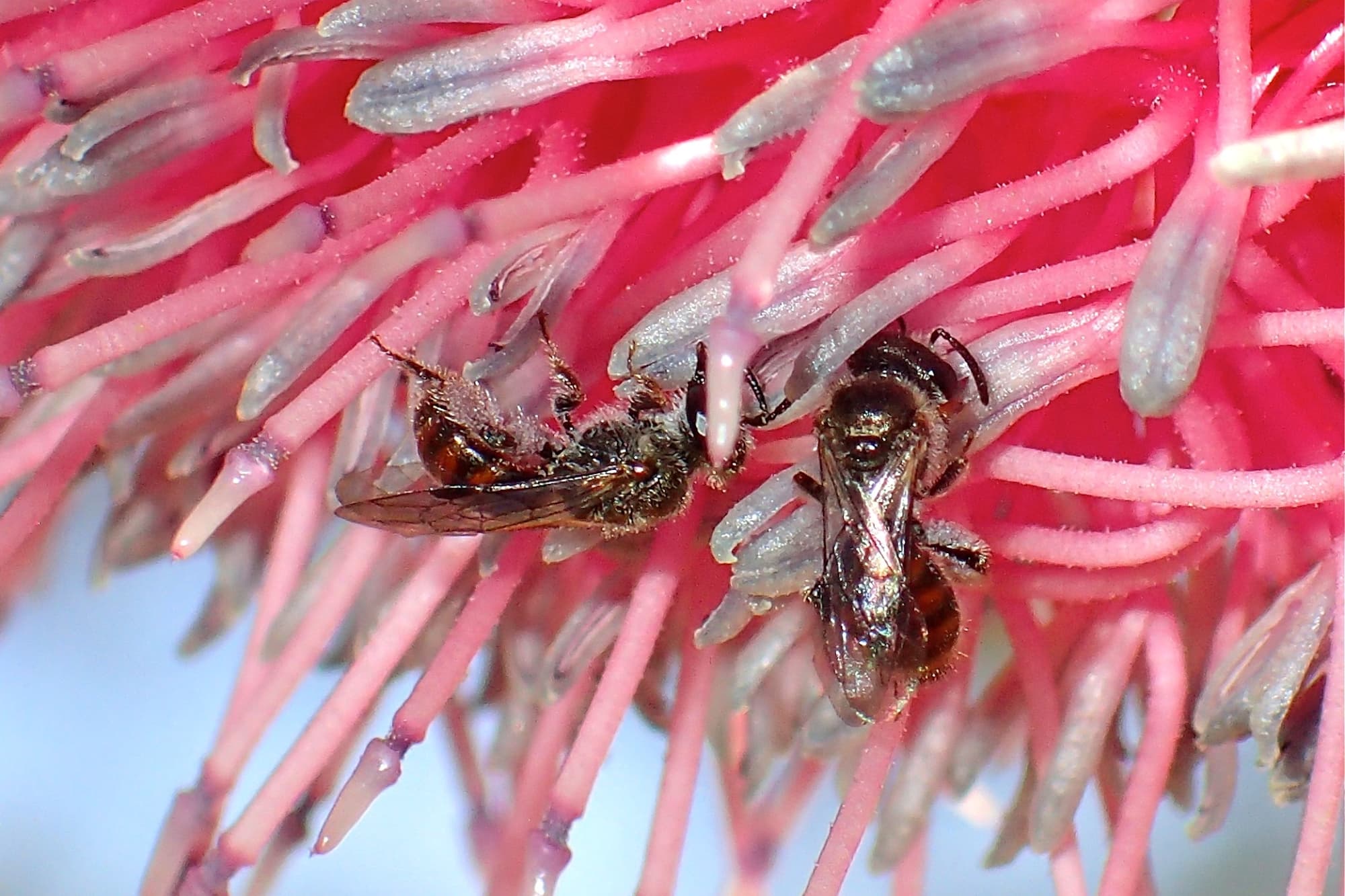 Unidentified Australian Native Bees – Ausemade