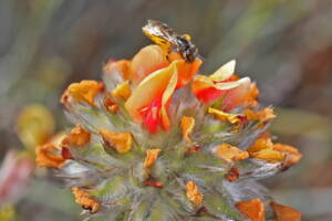 Urodon dasyphylla – Ausemade