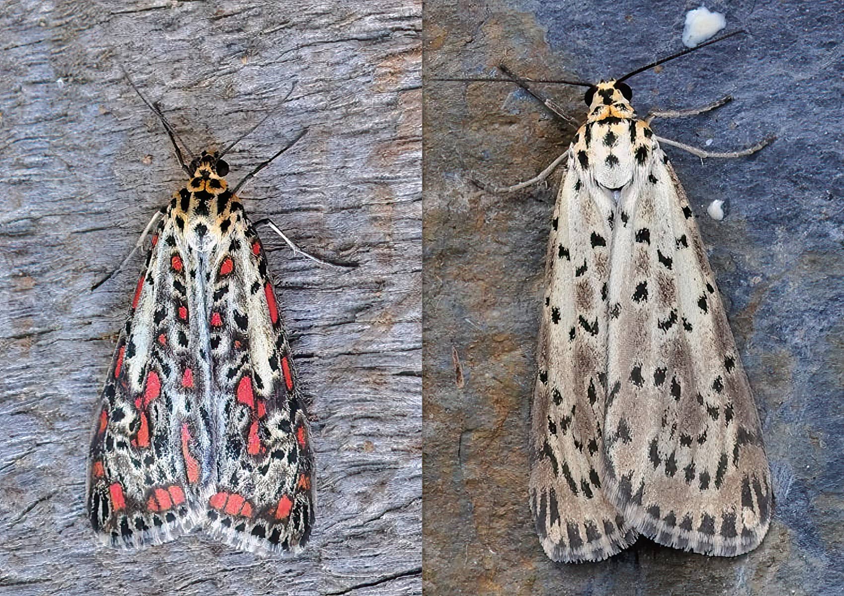 Utetheisa (Rattlepod Moth) – Ausemade