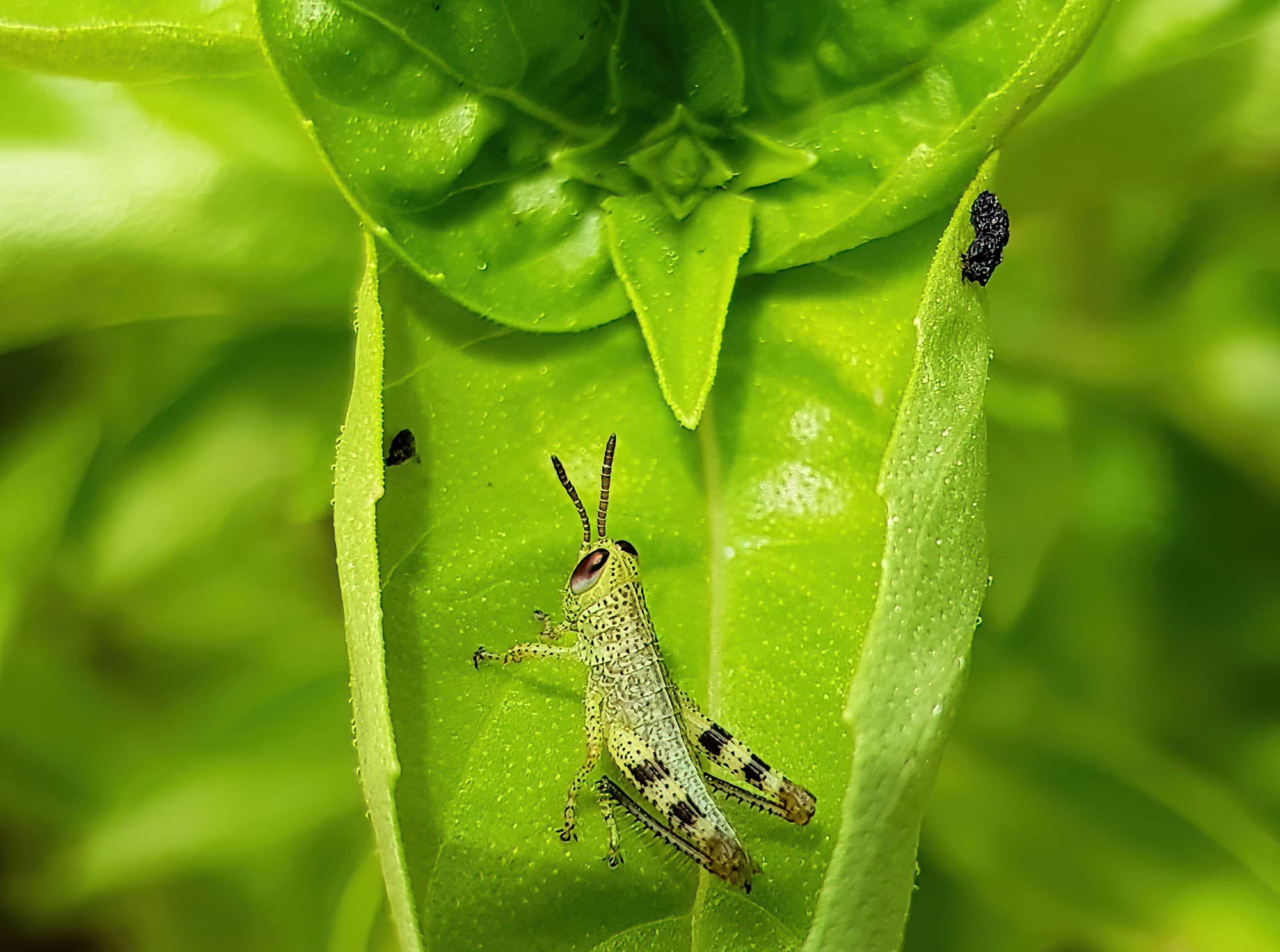 Giant Grasshopper (Valanga irregularis) – Ausemade
