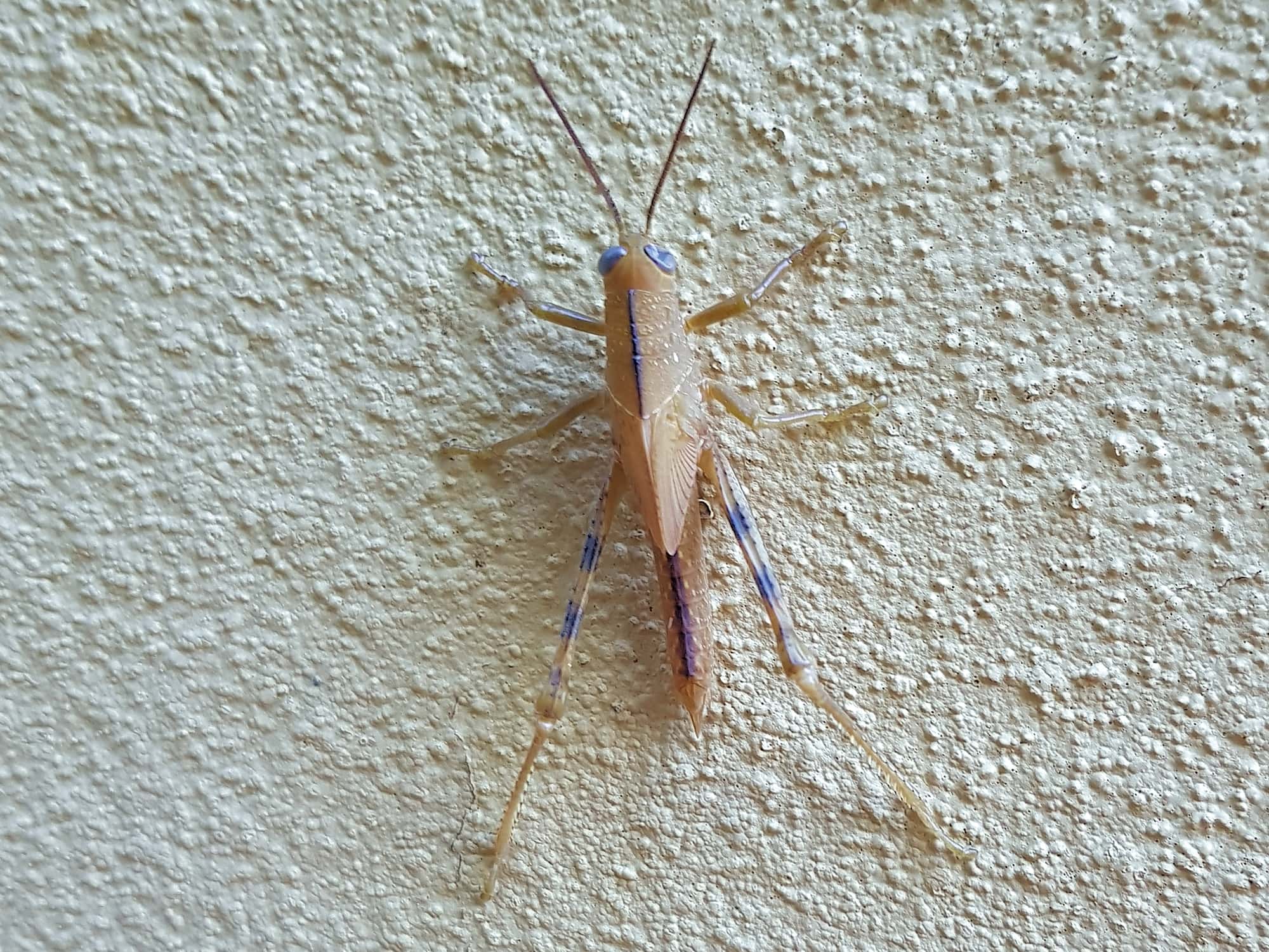 Valanga irregularis nymph – Ausemade