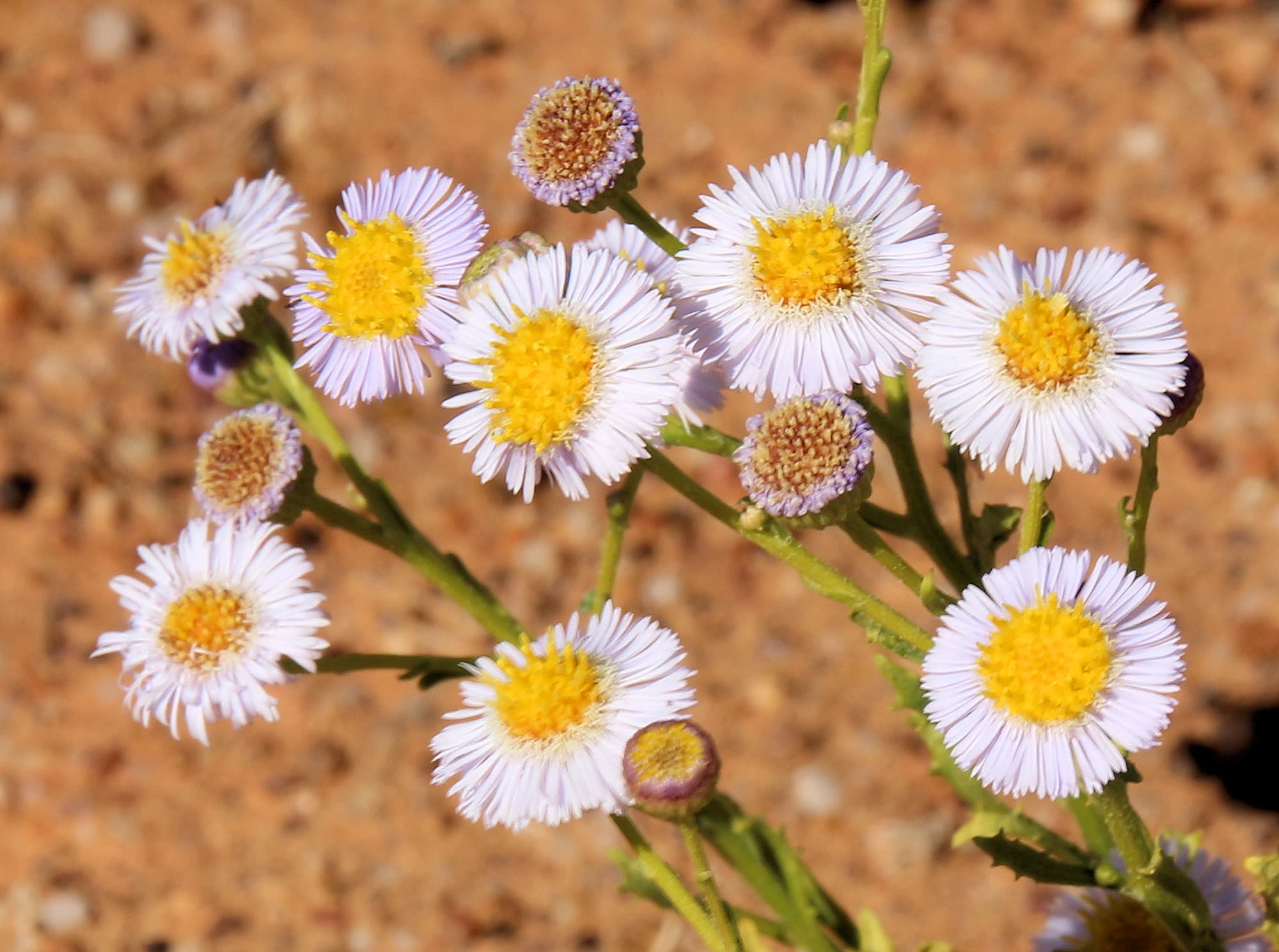 Variable Daisy – Ausemade