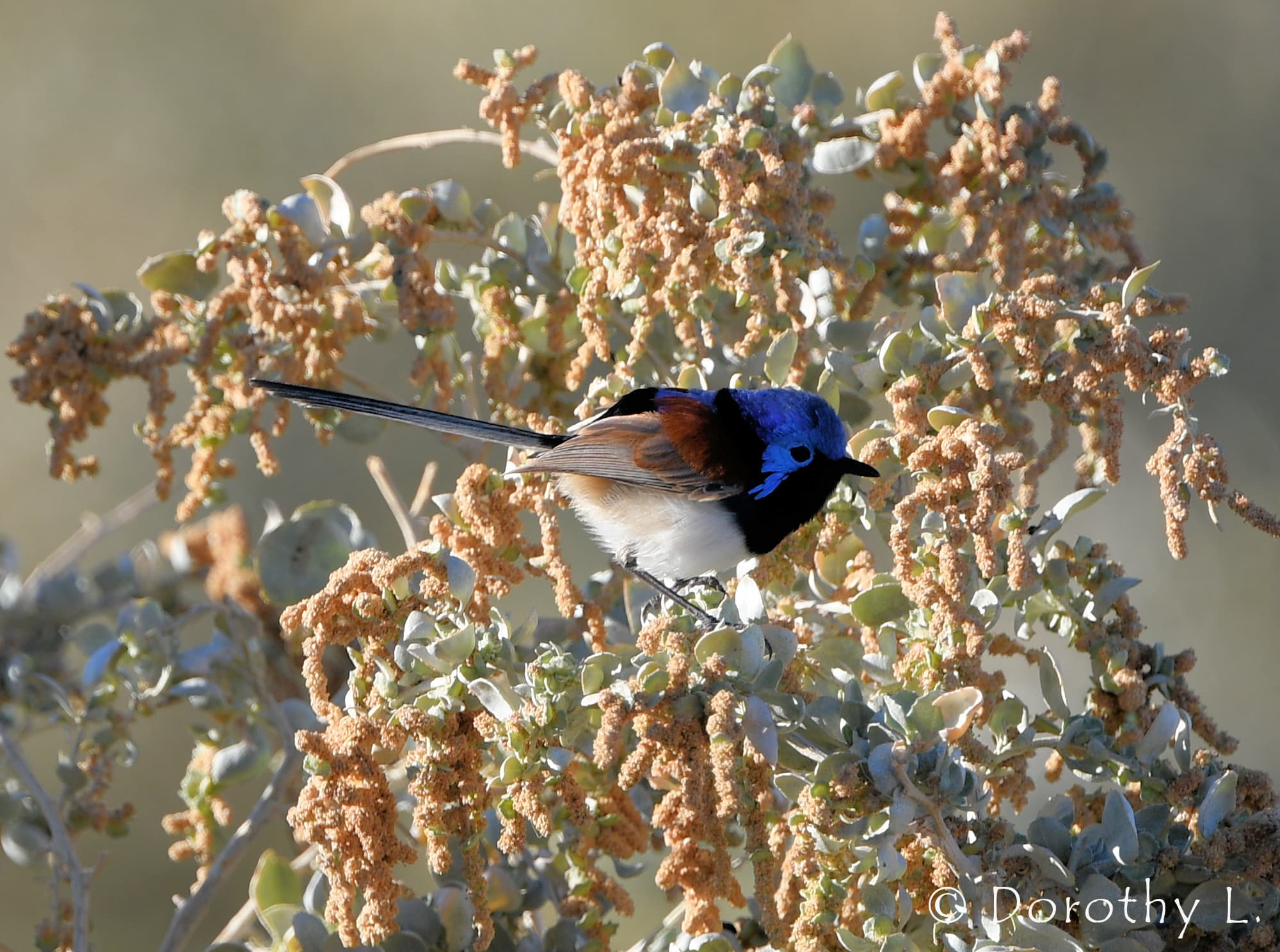 Variegated Fairywren – Ausemade