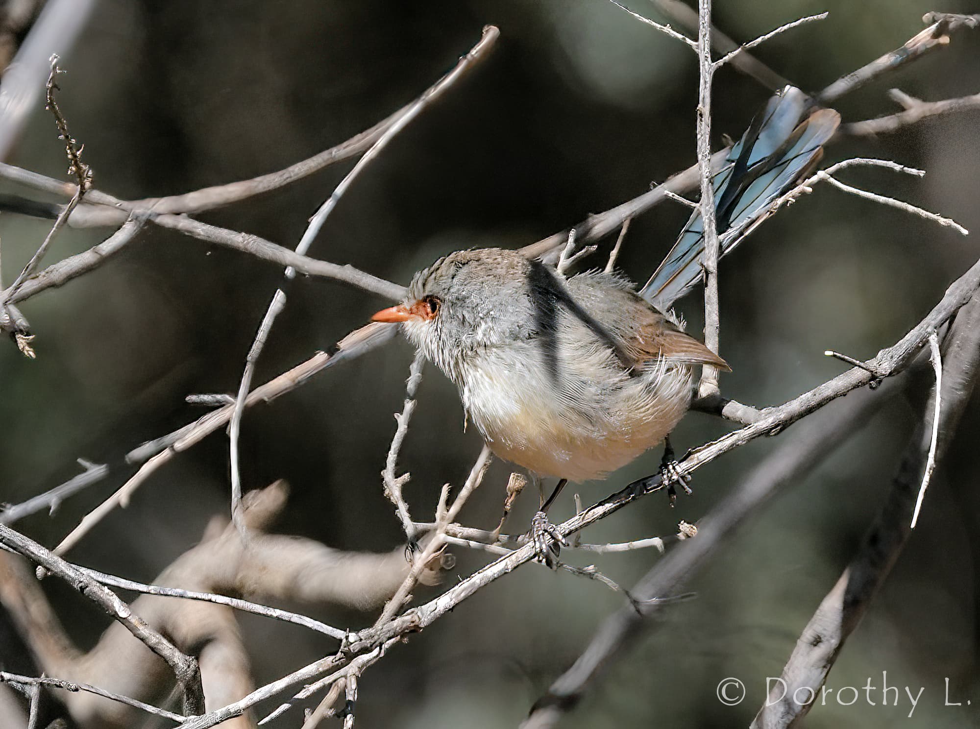 Variegated Fairywren – Ausemade