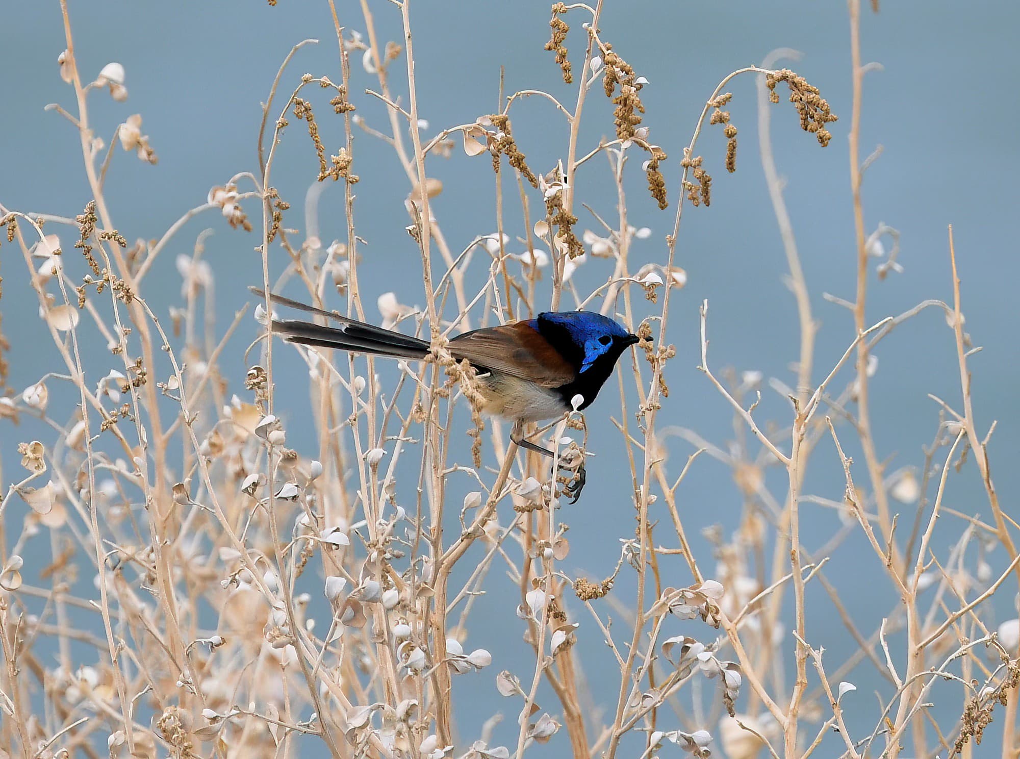 Variegated Fairywren at the Ponds – Ausemade