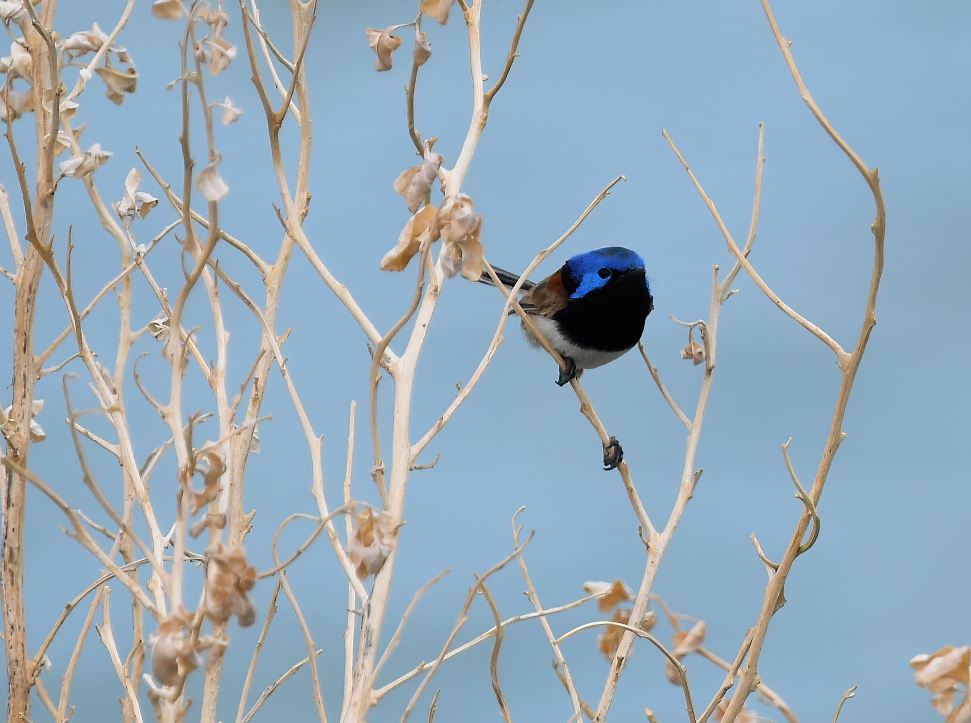 Variegated Fairywren at the Ponds – Ausemade