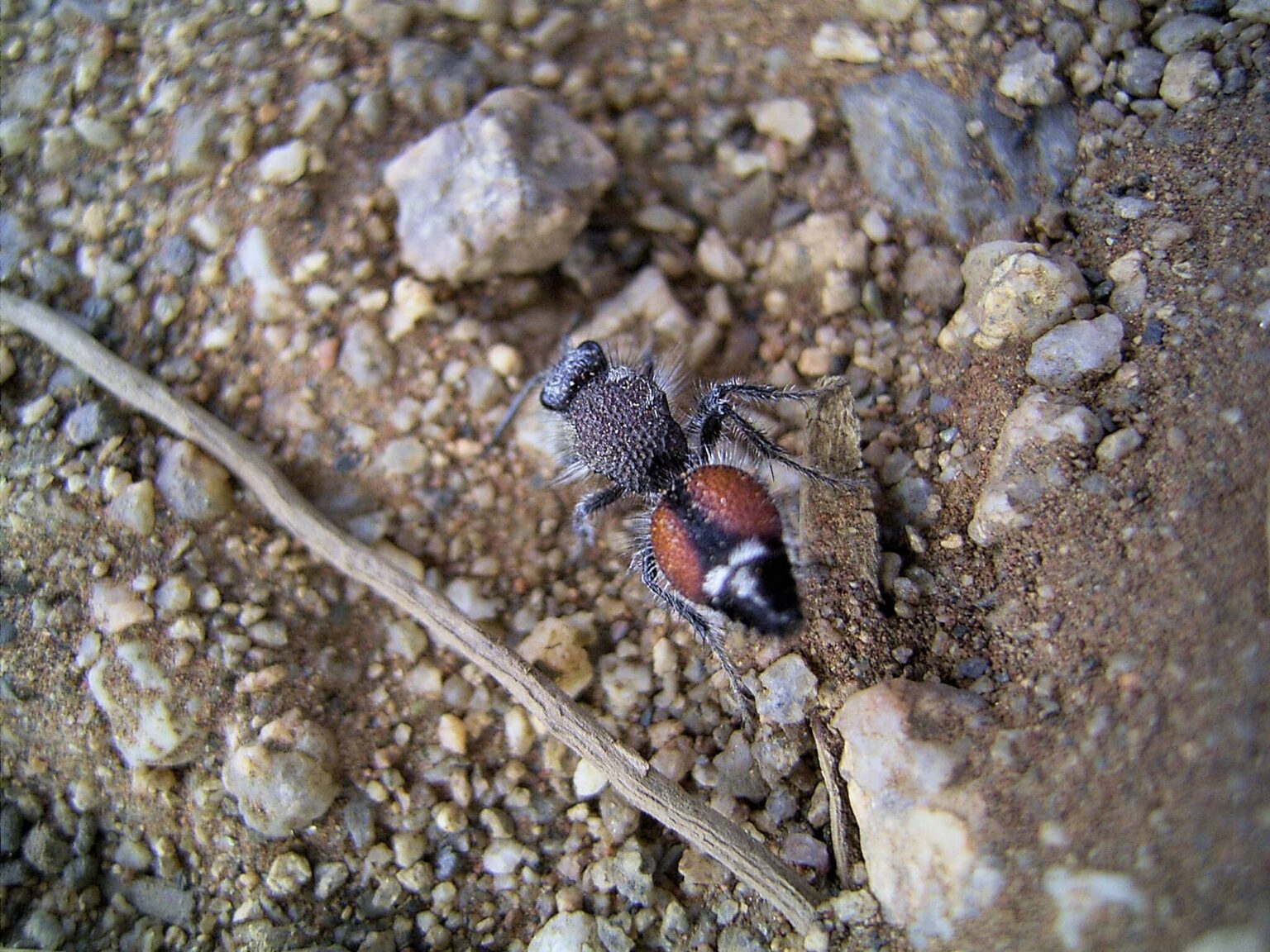 Velvet Ants – Ausemade