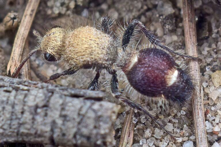 Velvet Ants – Ausemade