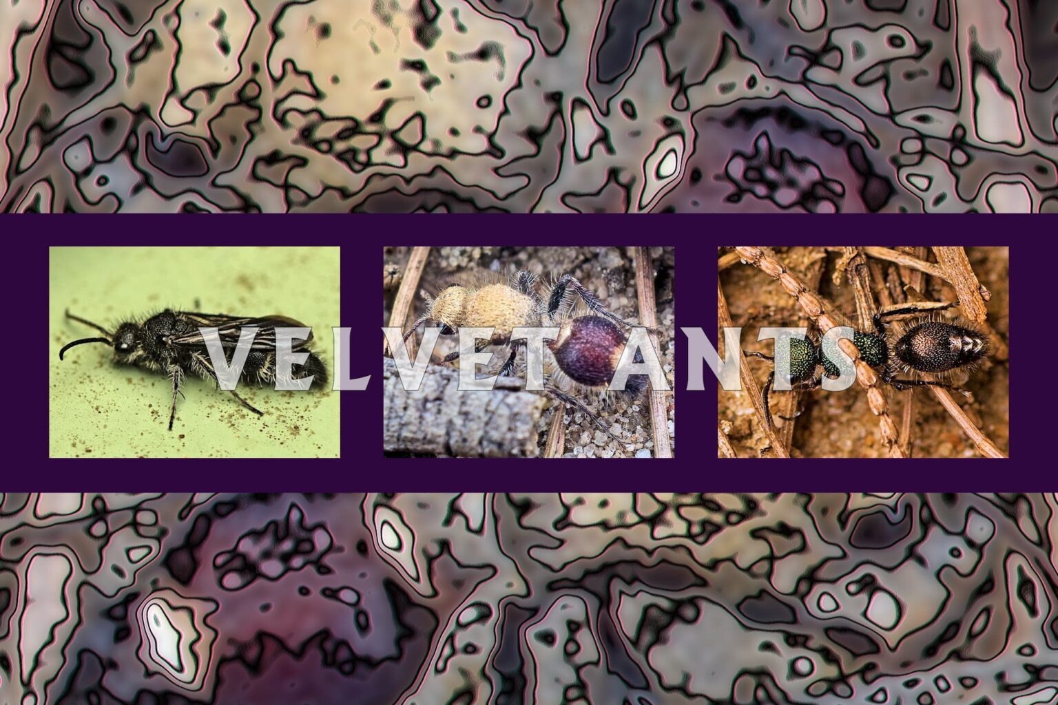 Wasps Index – Ausemade