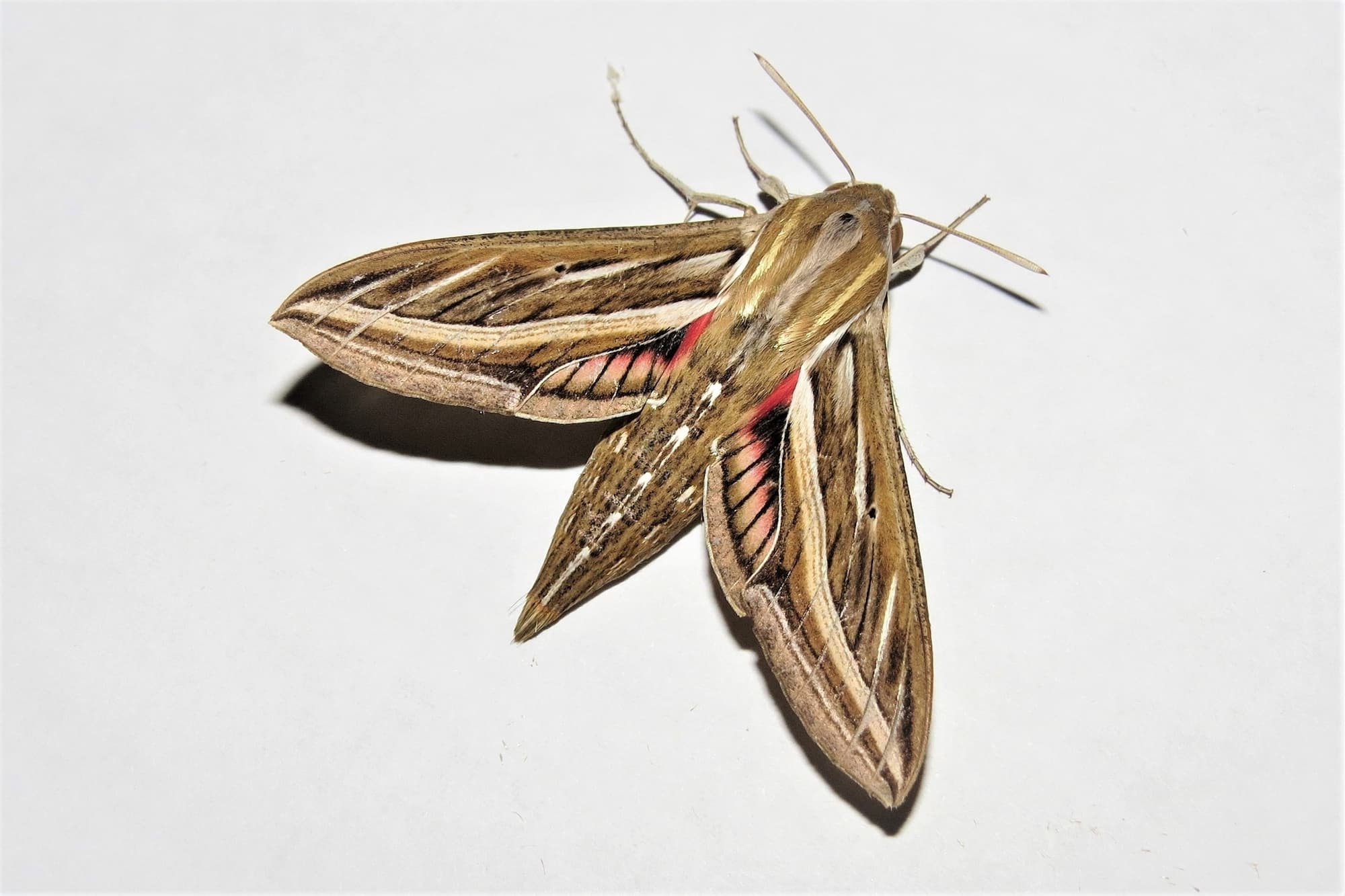 Hippotion celerio (Vine Hawk Moth) – Ausemade