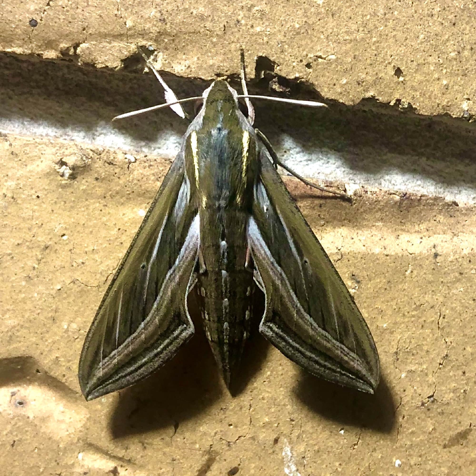 Hippotion celerio (Vine Hawk Moth) – Ausemade