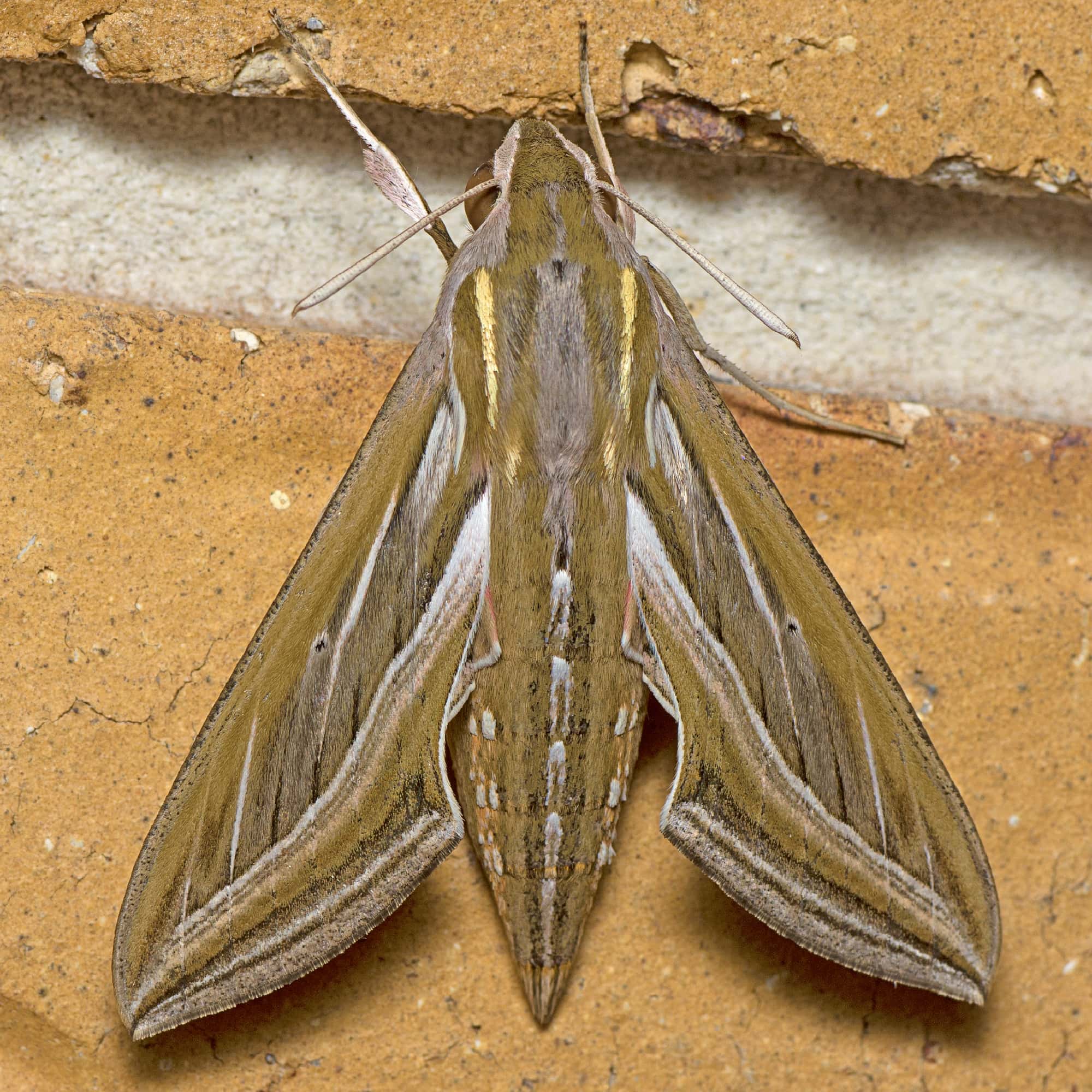 Hippotion celerio (Vine Hawk Moth) – Ausemade
