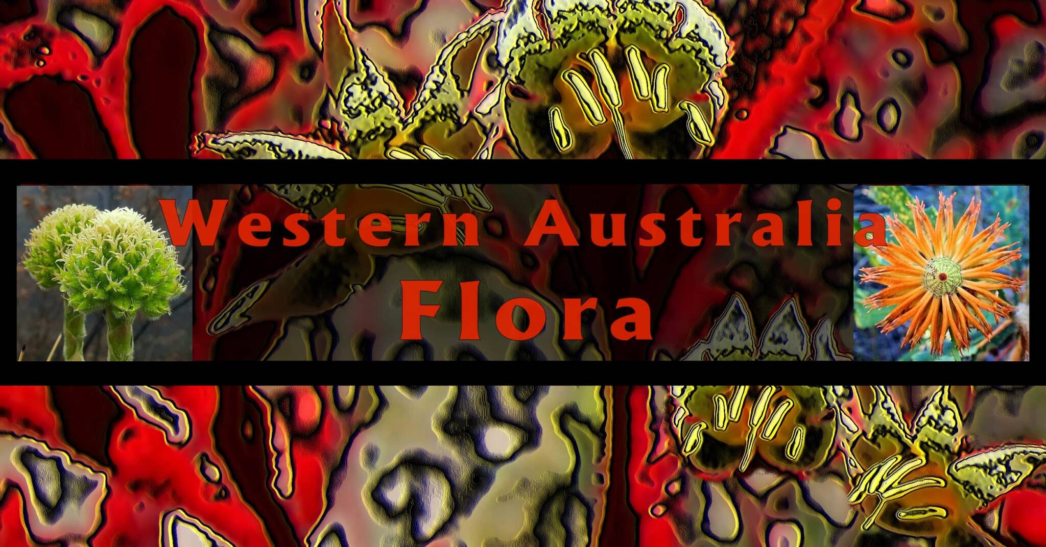 Western Australia Flora Index – Ausemade
