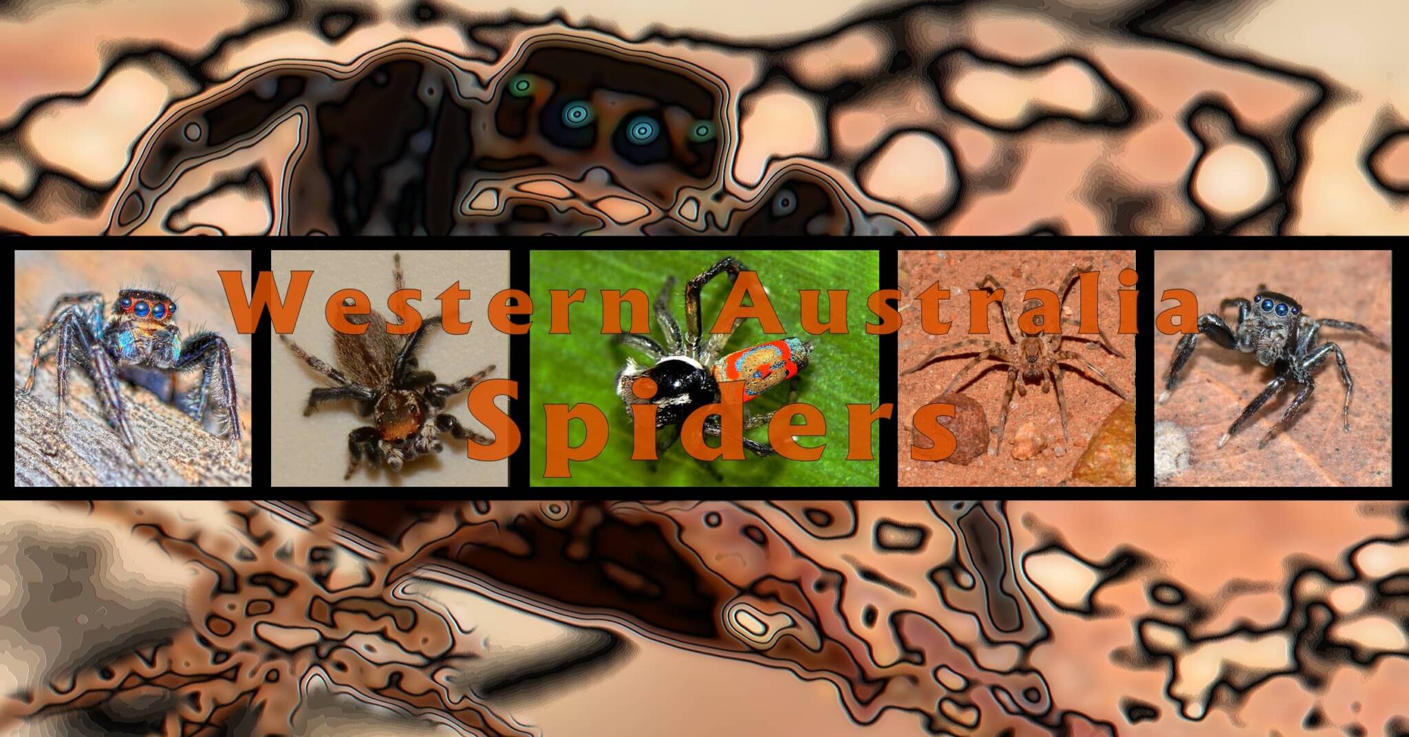 Western Australia Spider Index – Ausemade