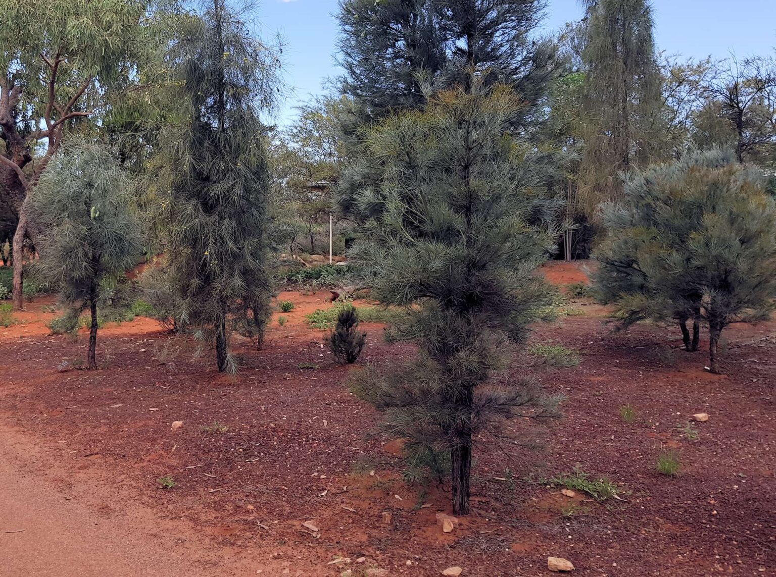 Alice Springs Flora – Ausemade