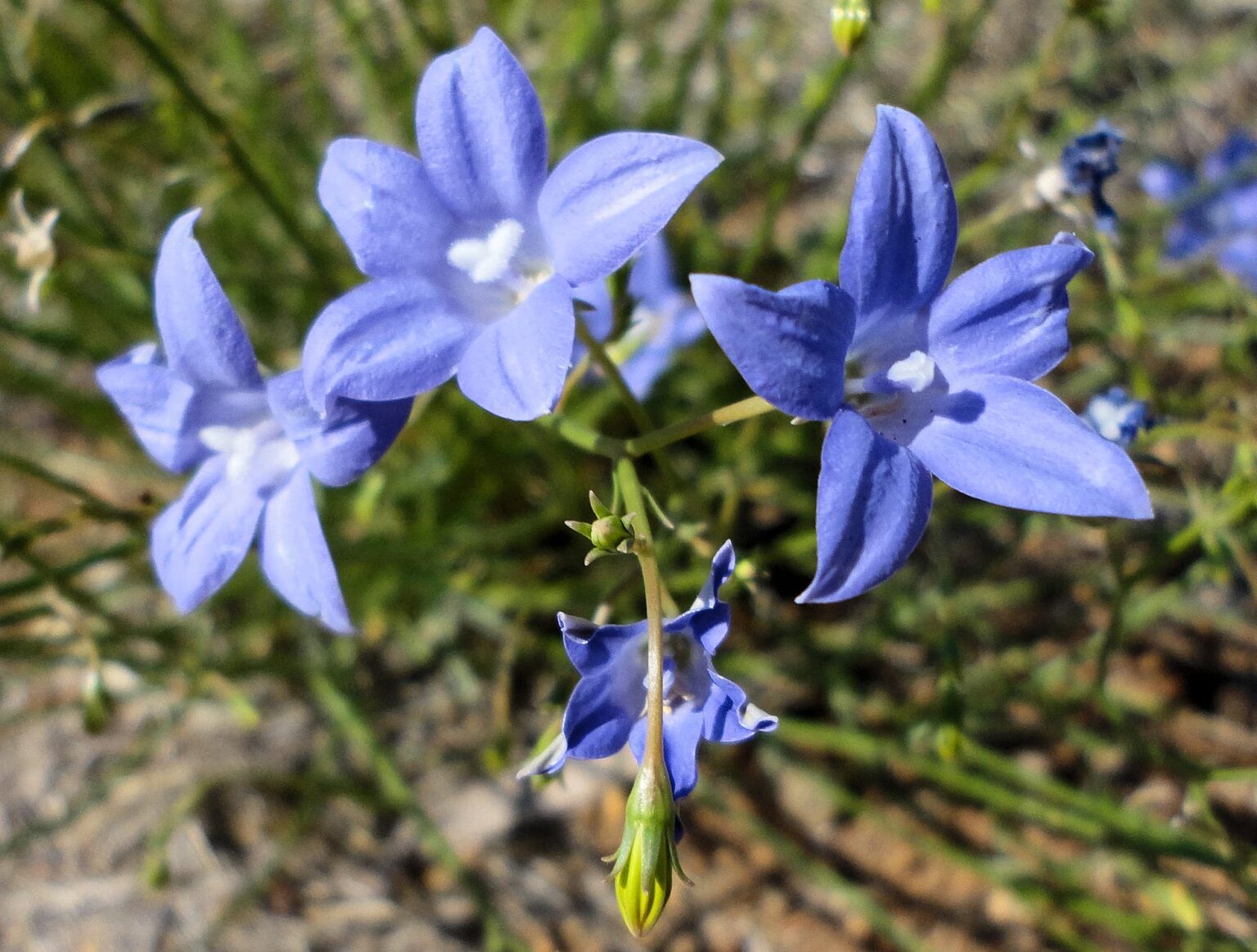 Australian Bluebell – Ausemade