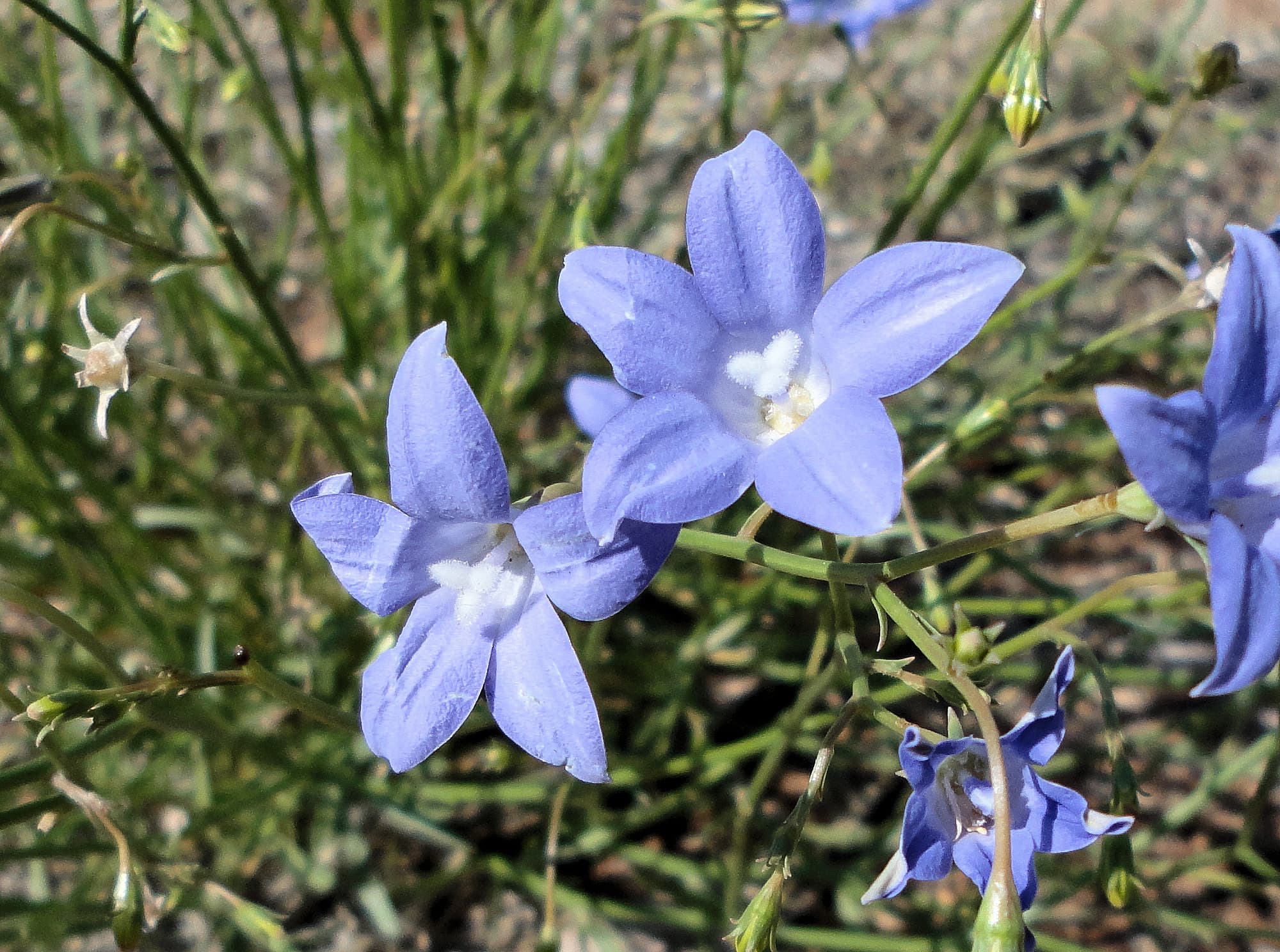 Australian Bluebell – Ausemade