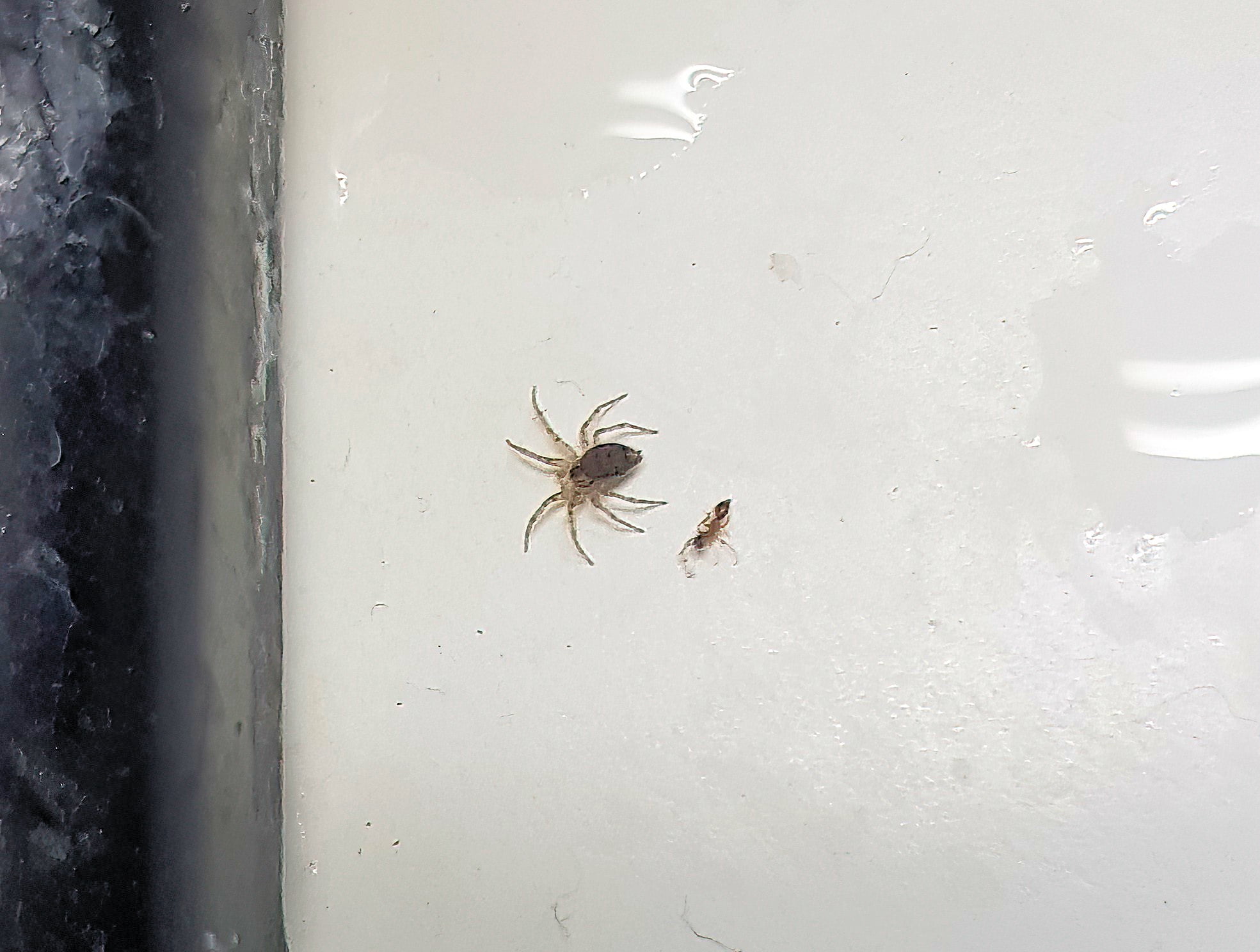 Wall Spider (Oecobius sp) – Ausemade