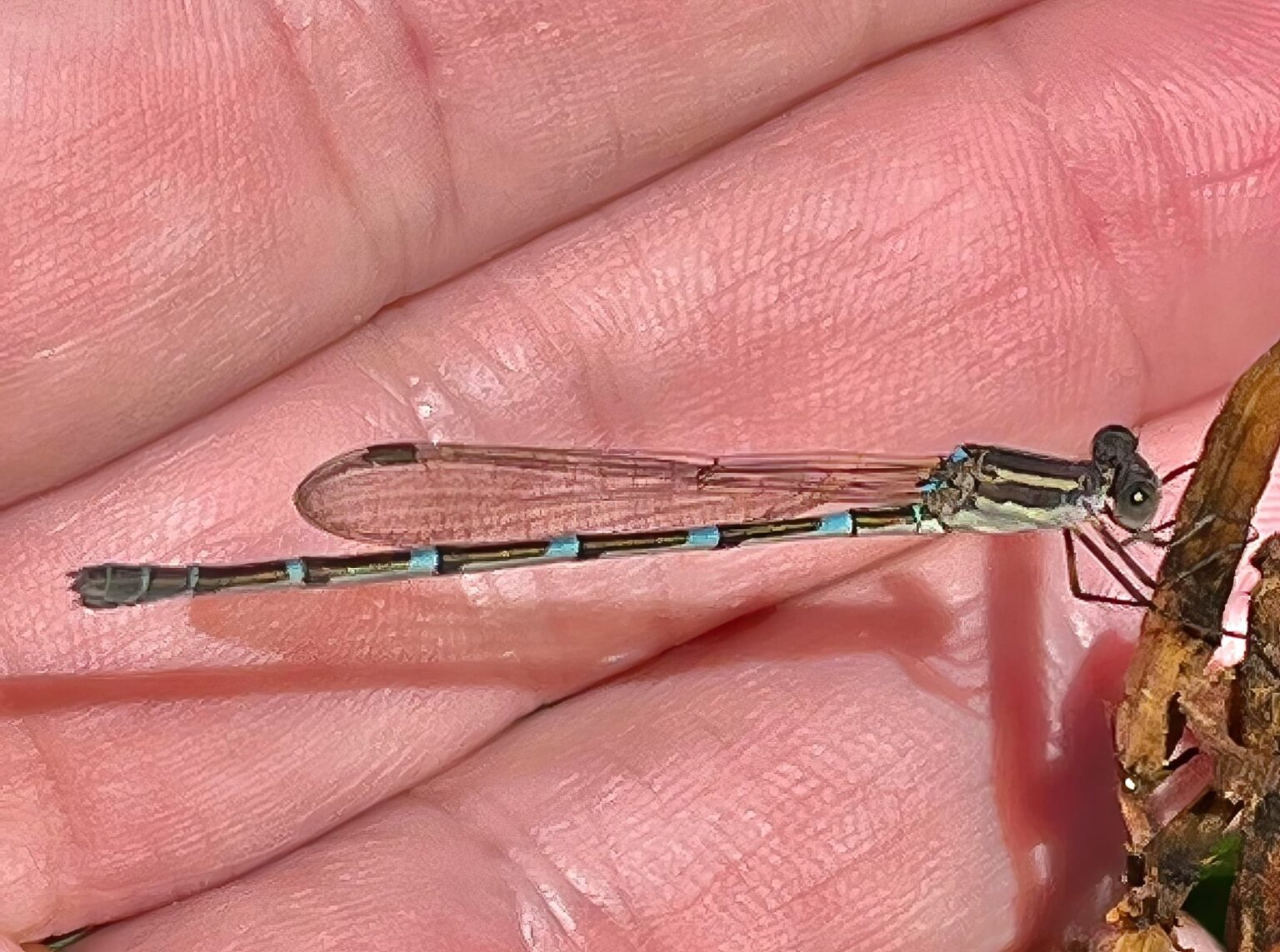 Damselflies – Ausemade