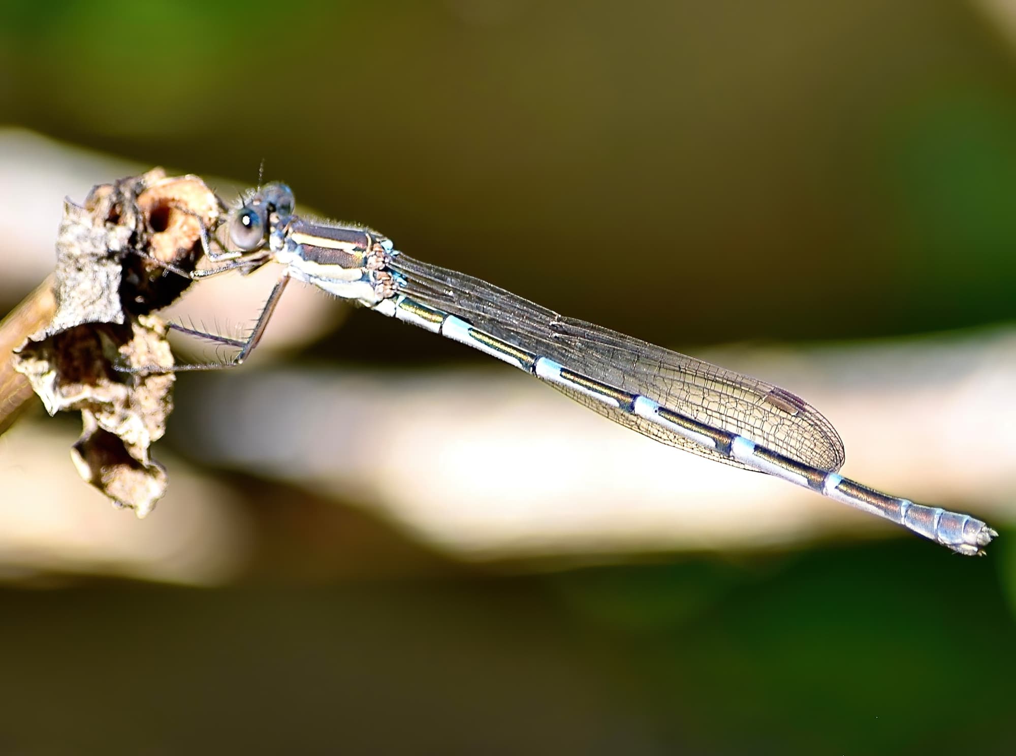 Damselflies – Ausemade