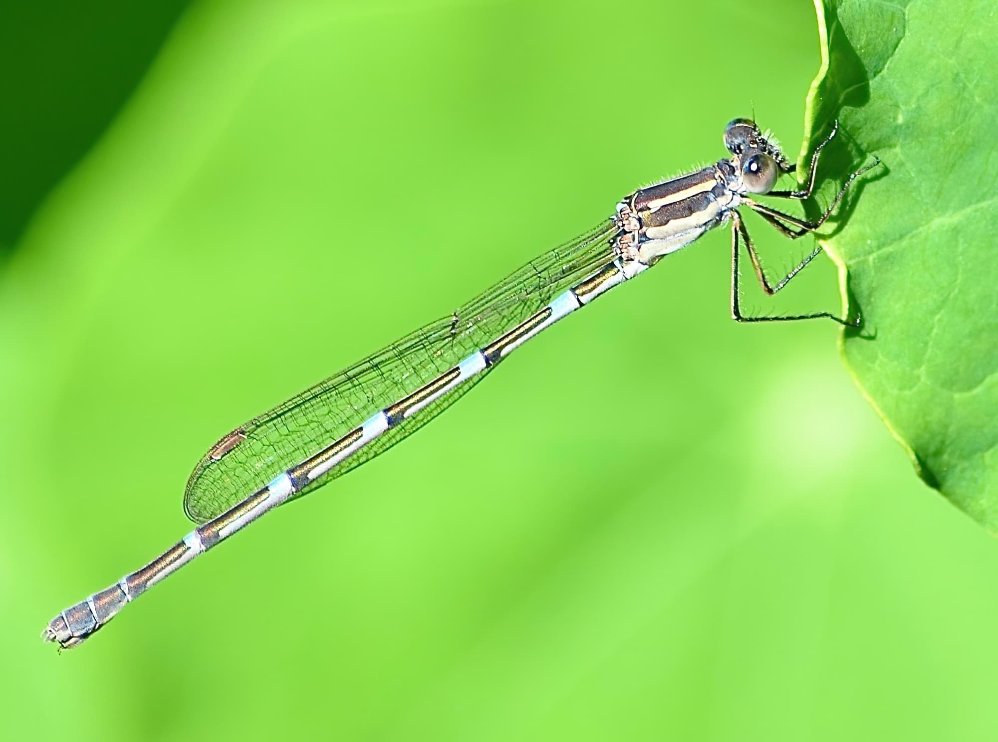 Damselflies – Ausemade