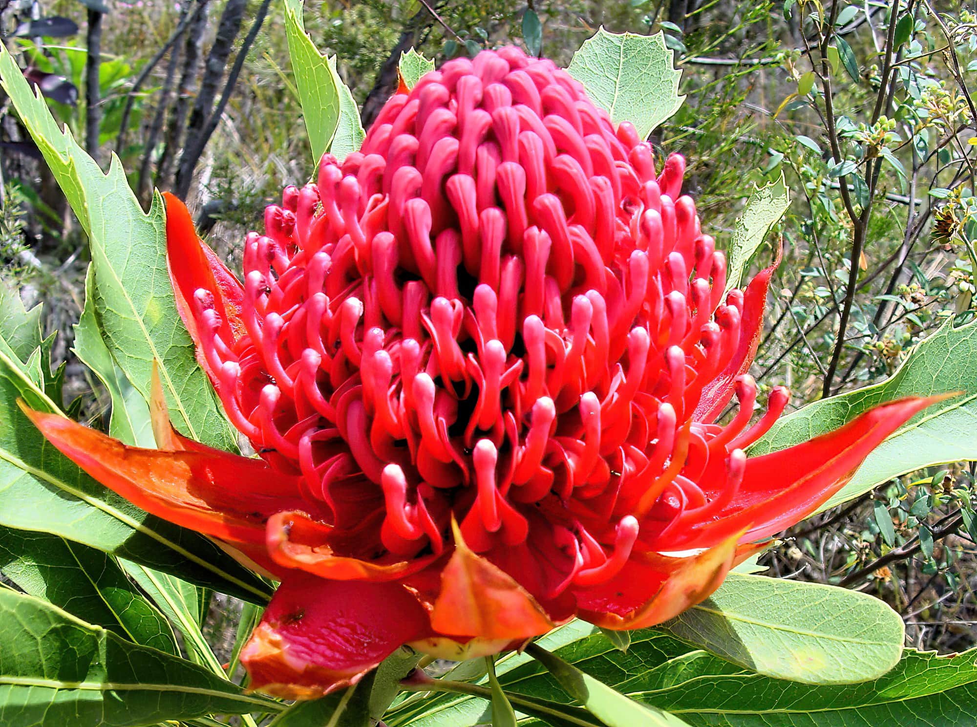 Waratah (Telopea speciosissima) – Ausemade