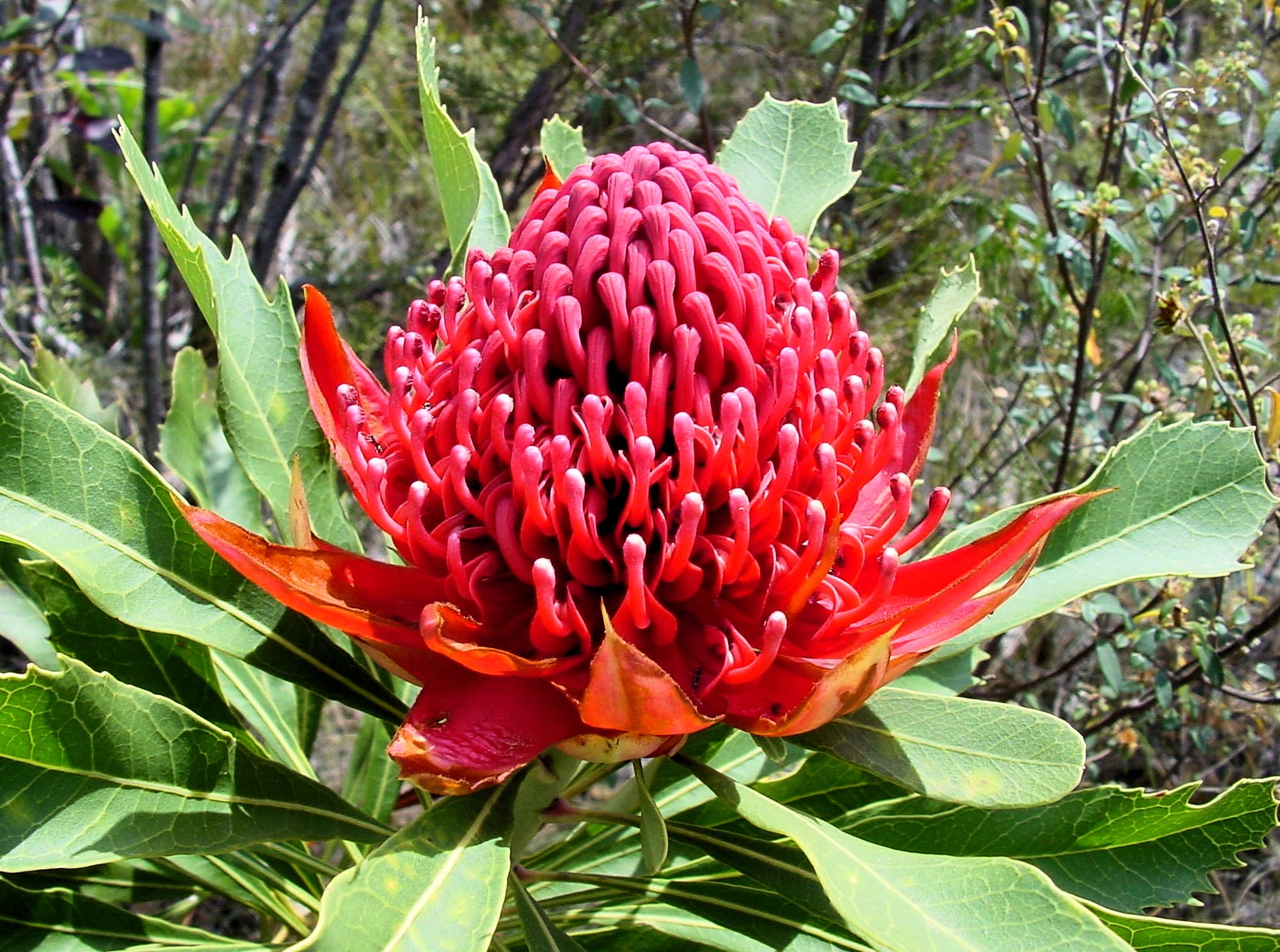 Waratah (Telopea speciosissima) – Ausemade