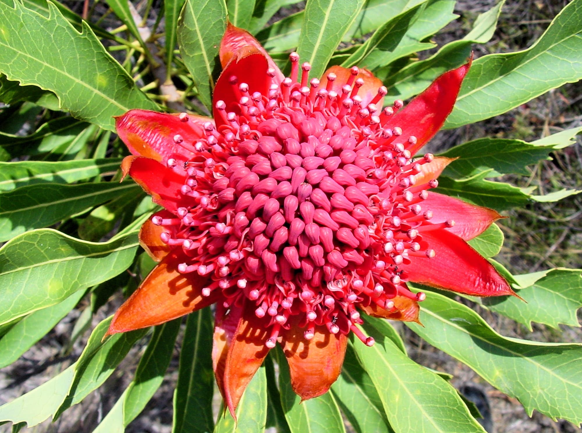 Waratah (Telopea speciosissima) – Ausemade