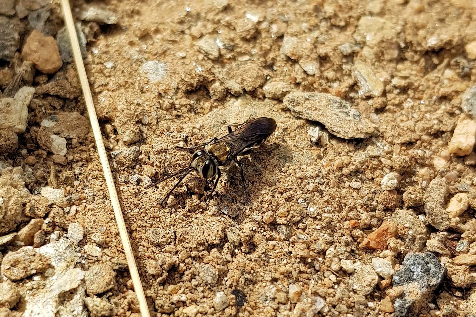 Liris (Wasp) – Ausemade