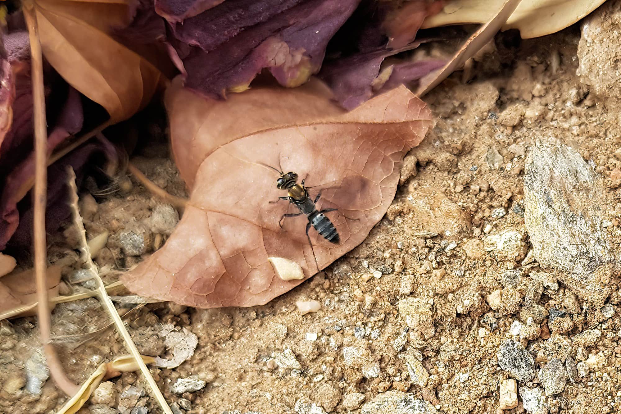 Liris (Wasp) – Ausemade