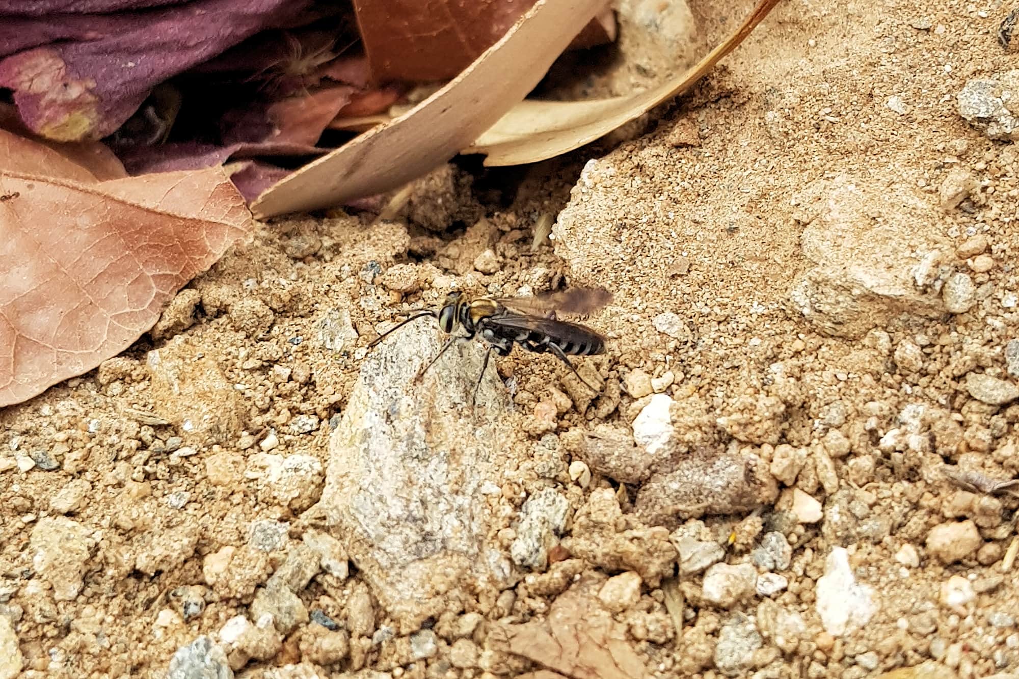 Liris (Wasp) – Ausemade