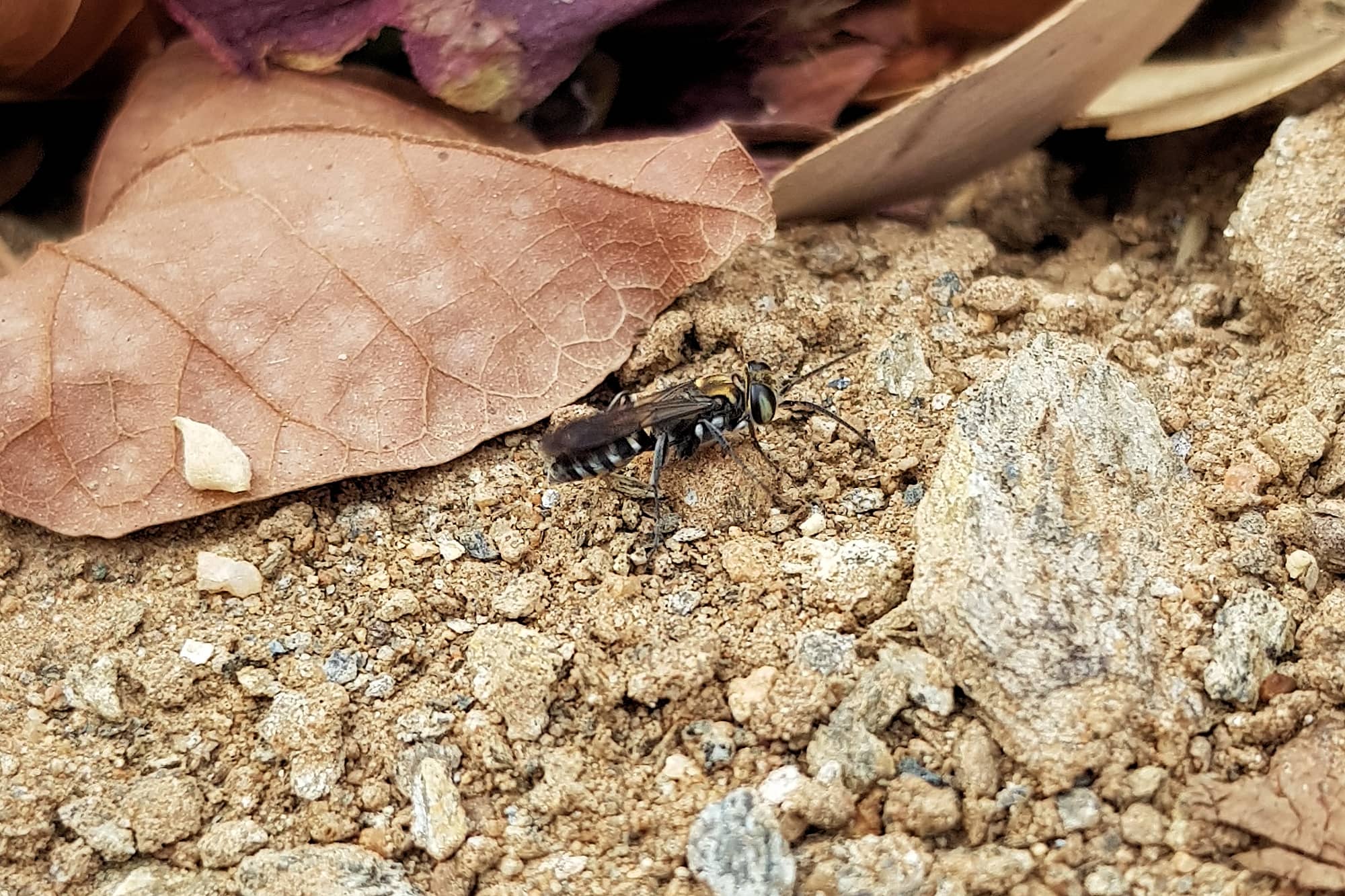 Liris (Wasp) – Ausemade