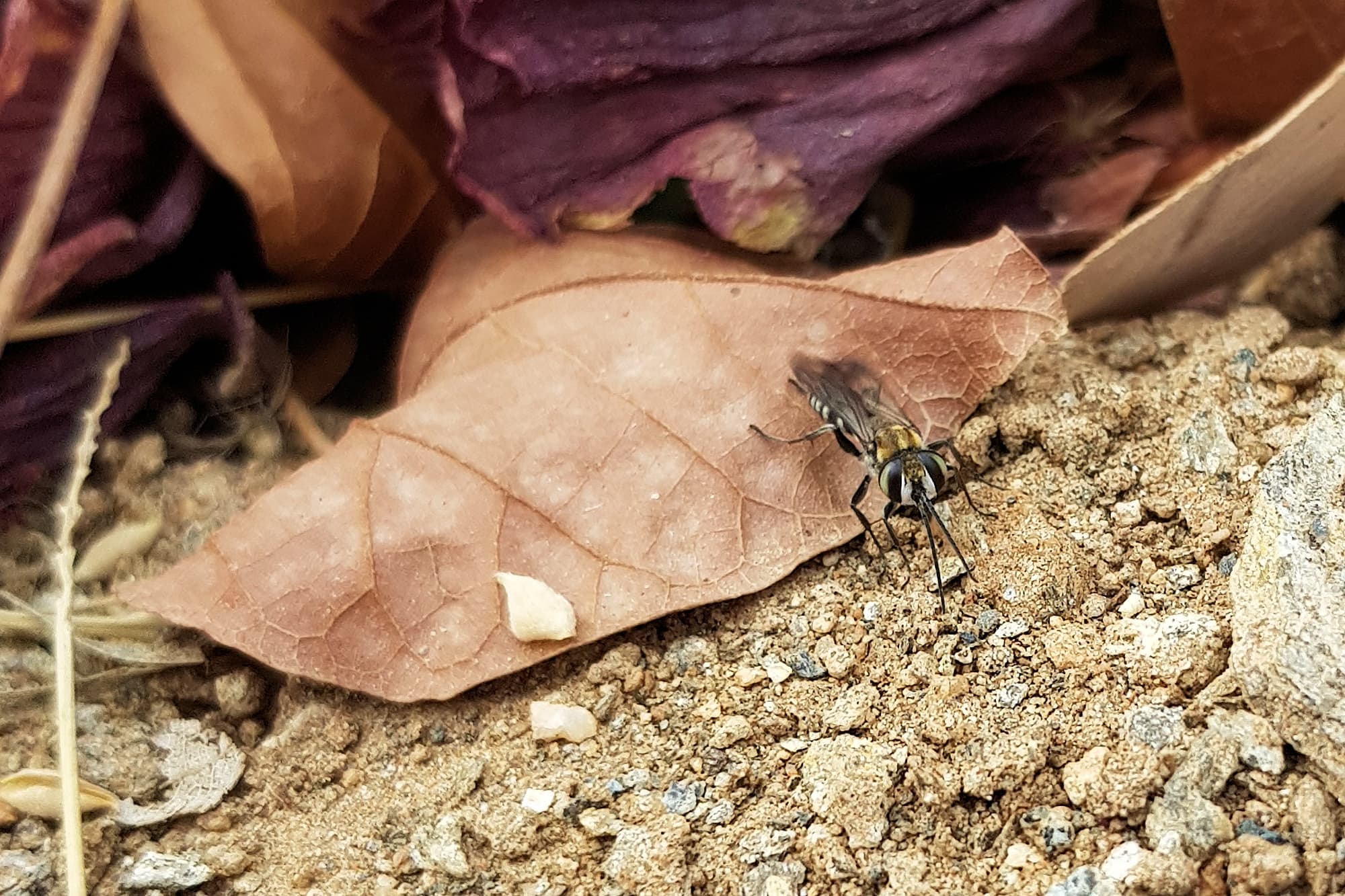 Liris (Wasp) – Ausemade